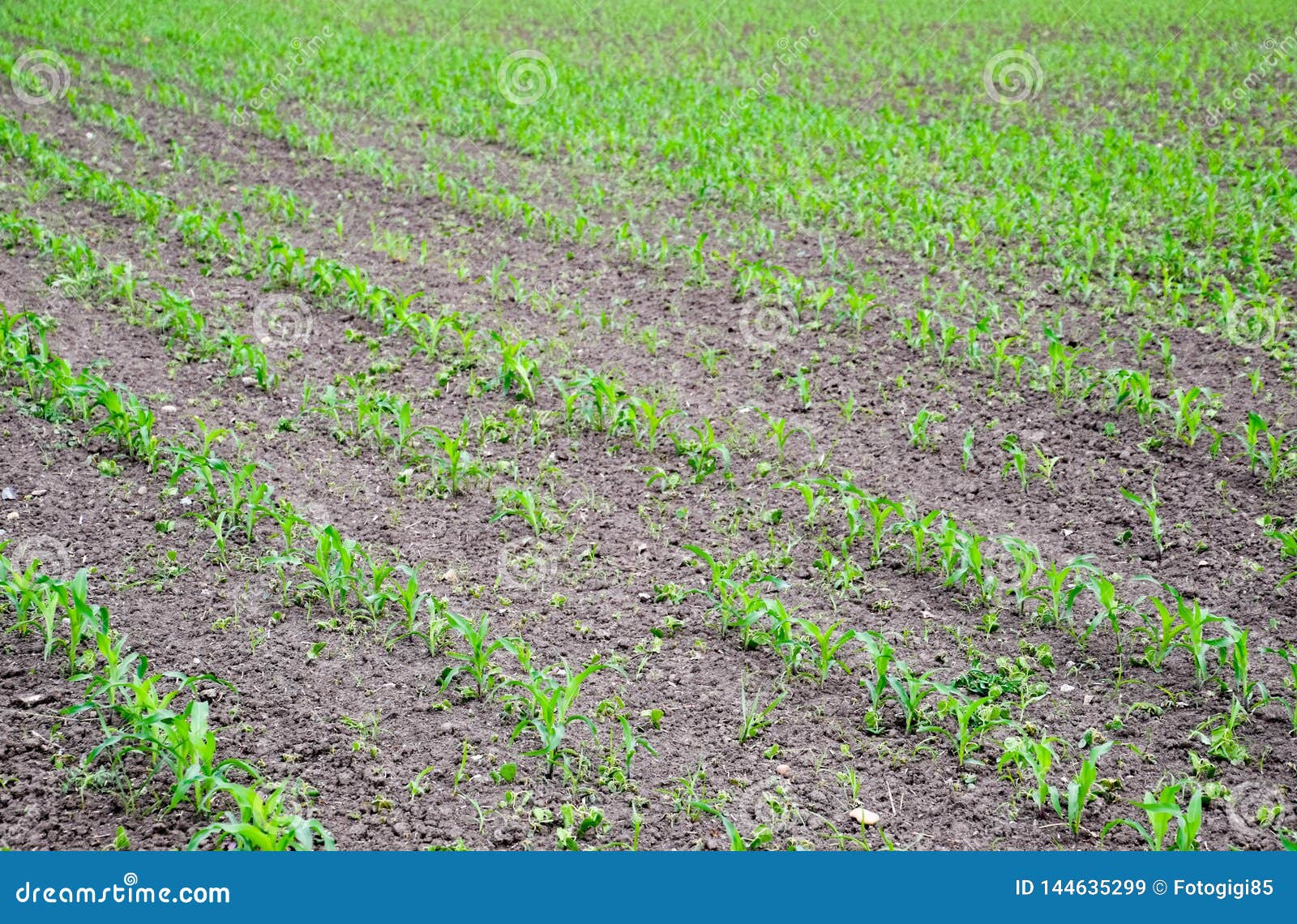 Cornfield. Small Corn Sprouts, Field Landscape Stock Image - Image of ...