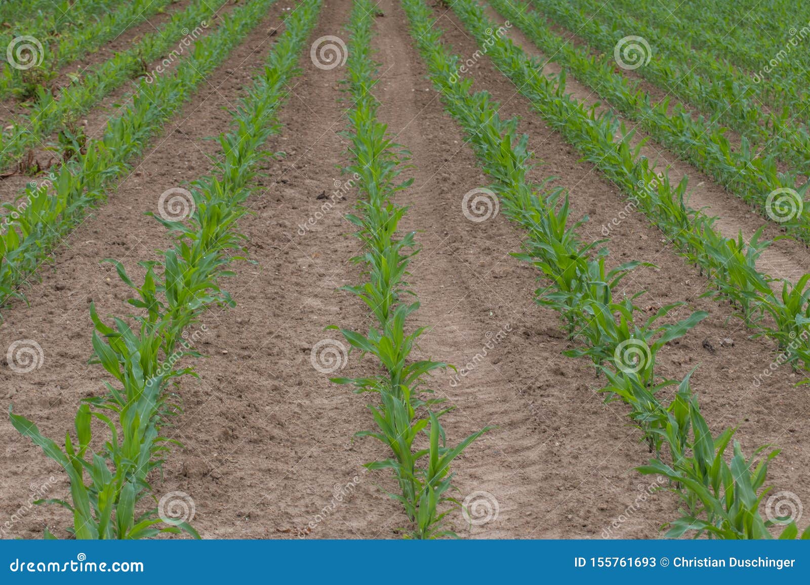 Cornfield in Spring, the Corn Starts To Grow Stock Image - Image of ...