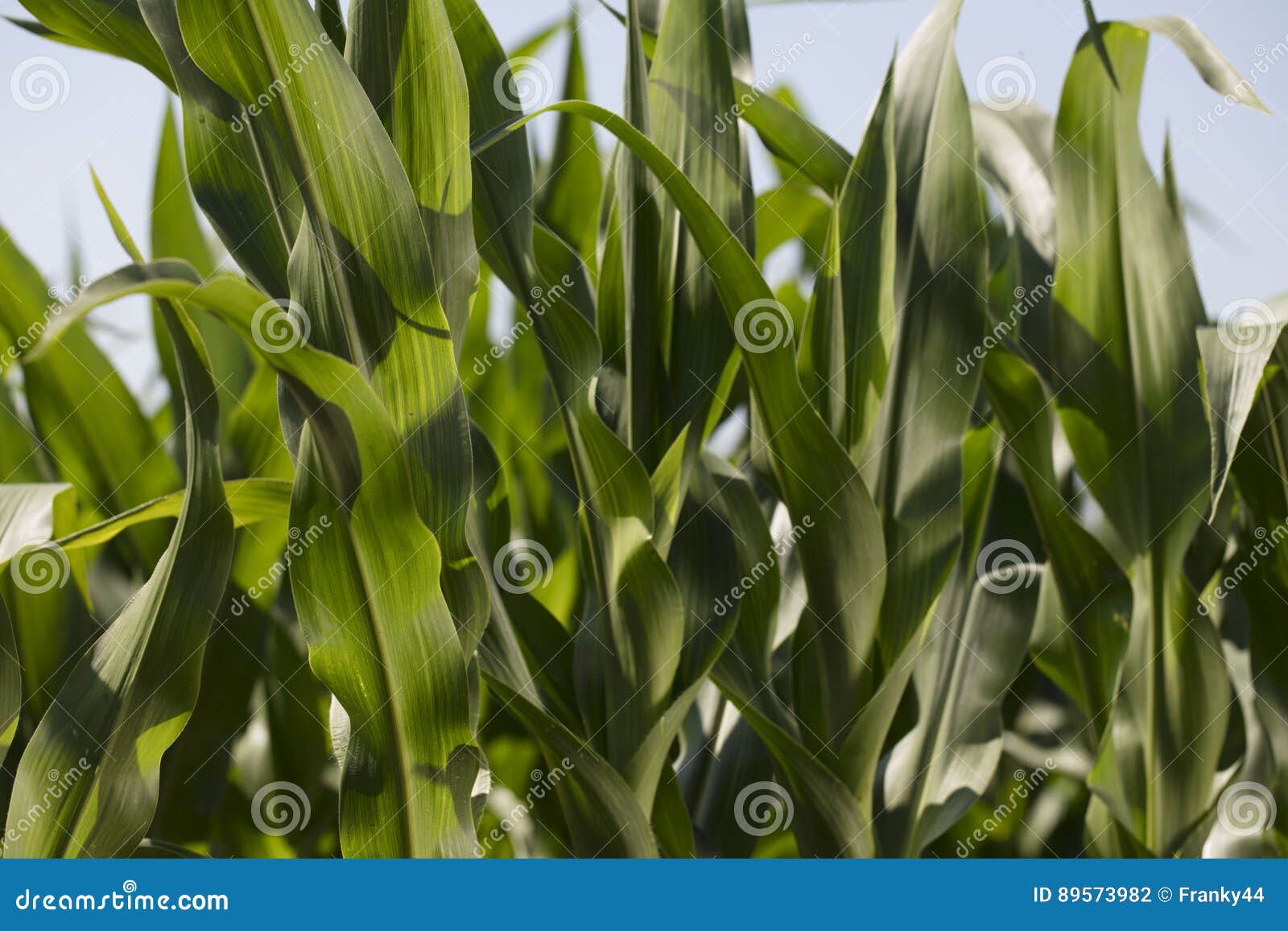 Cornfield during summer. stock photo. Image of corn, farm - 89573982
