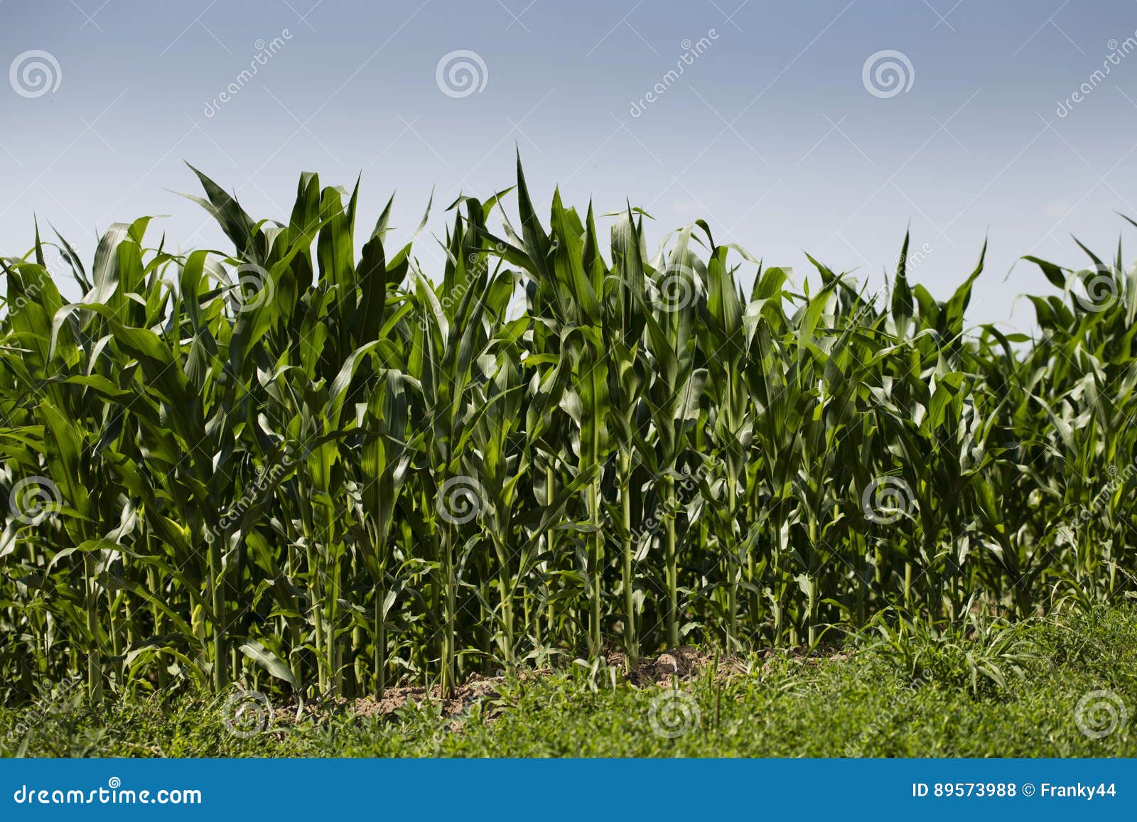 Cornfield during summer. stock photo. Image of cloud - 89573988