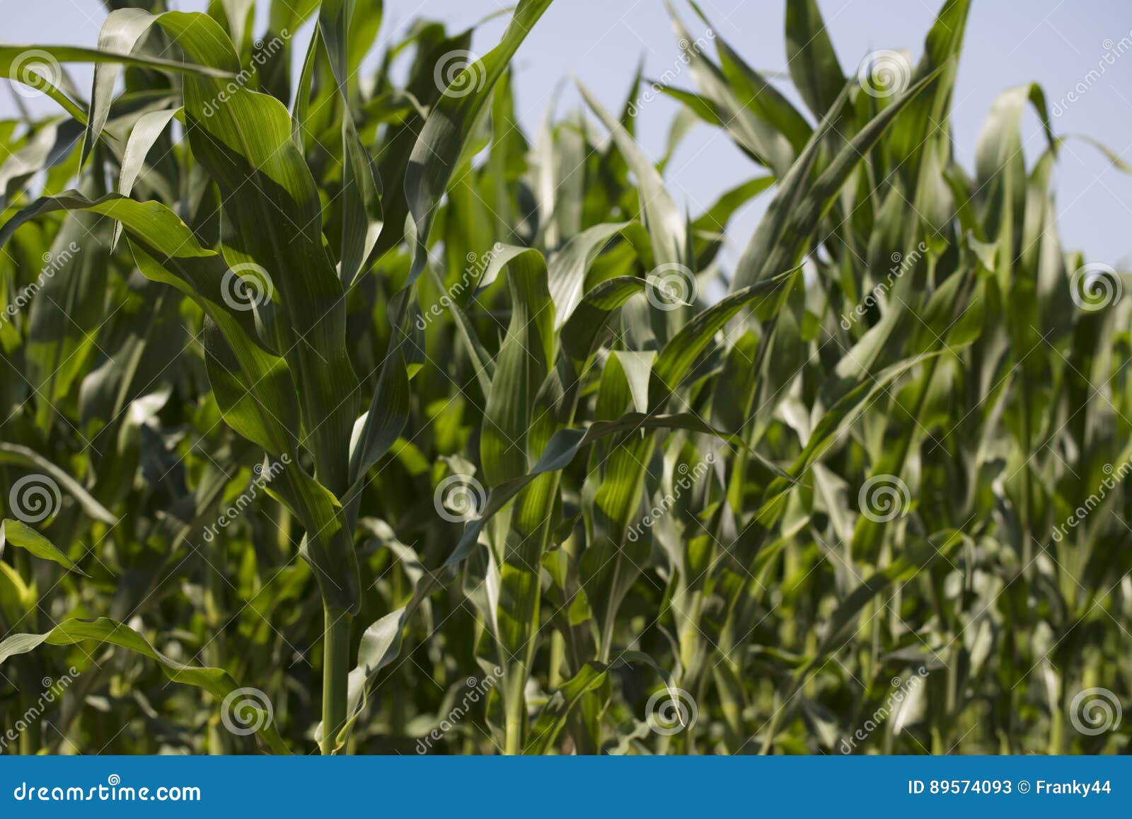 Cornfield during summer. stock image. Image of crop, cornfield - 89574093