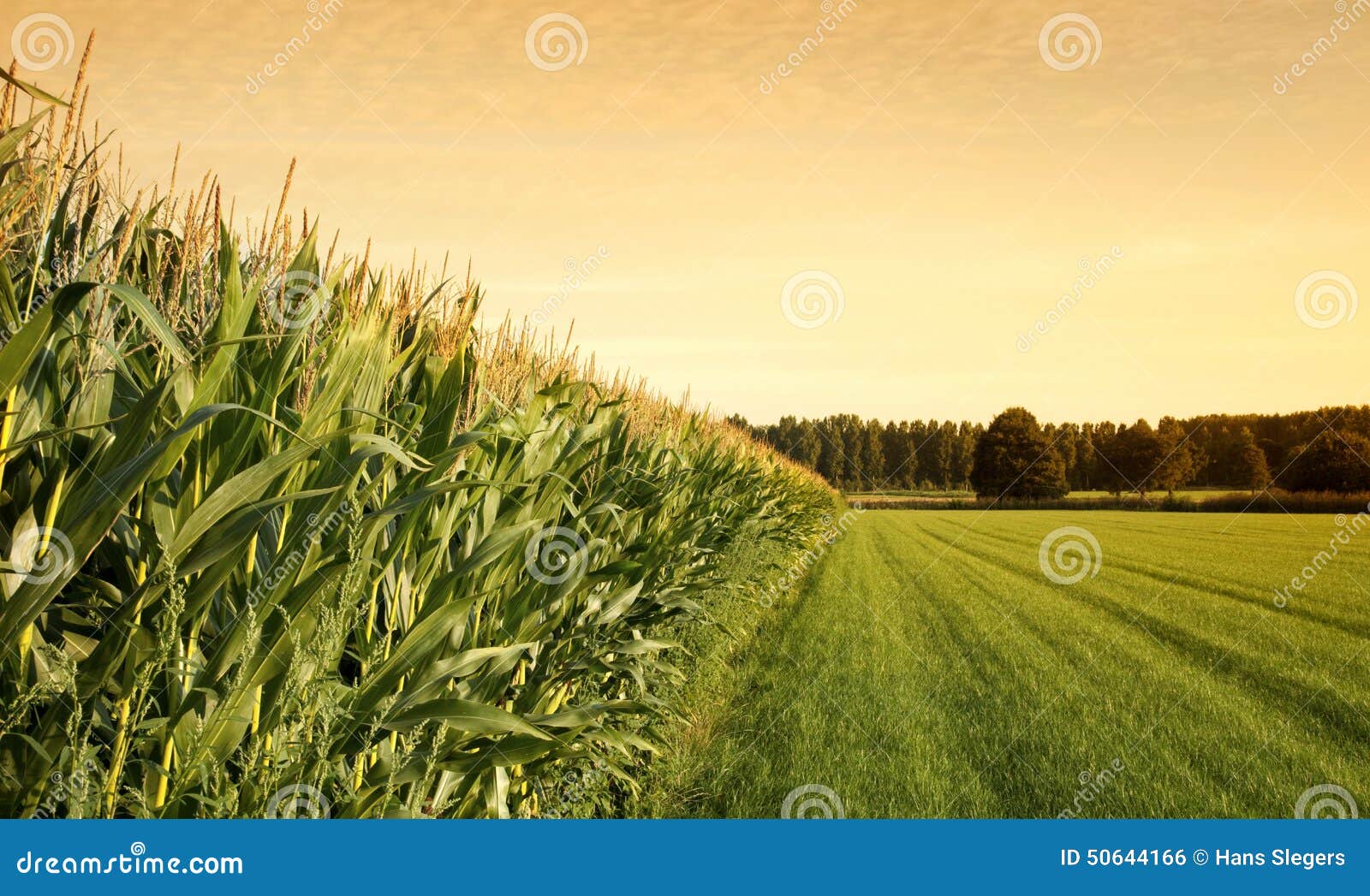 Cornfield at sunset stock photo. Image of plants, landscape - 50644166