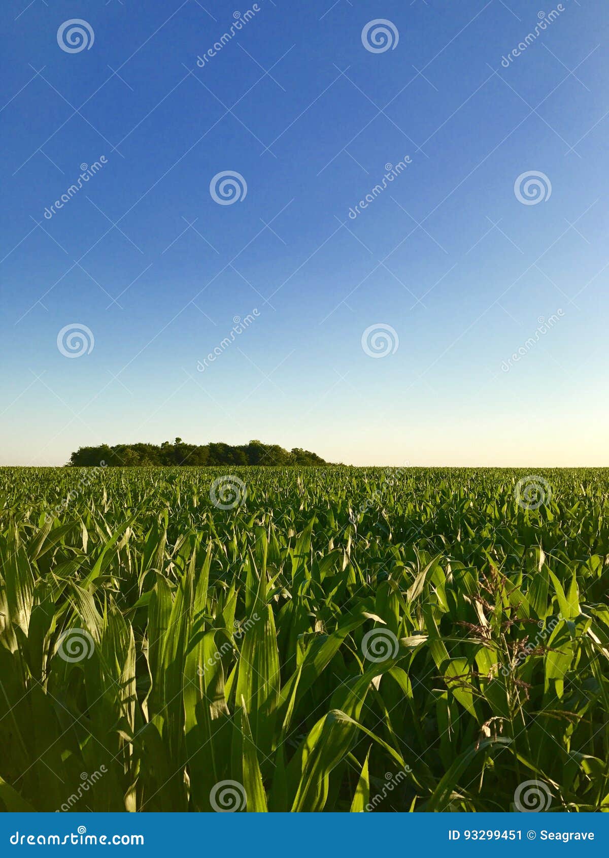Cornfield in sunshine stock image. Image of cereals, planted - 93299451