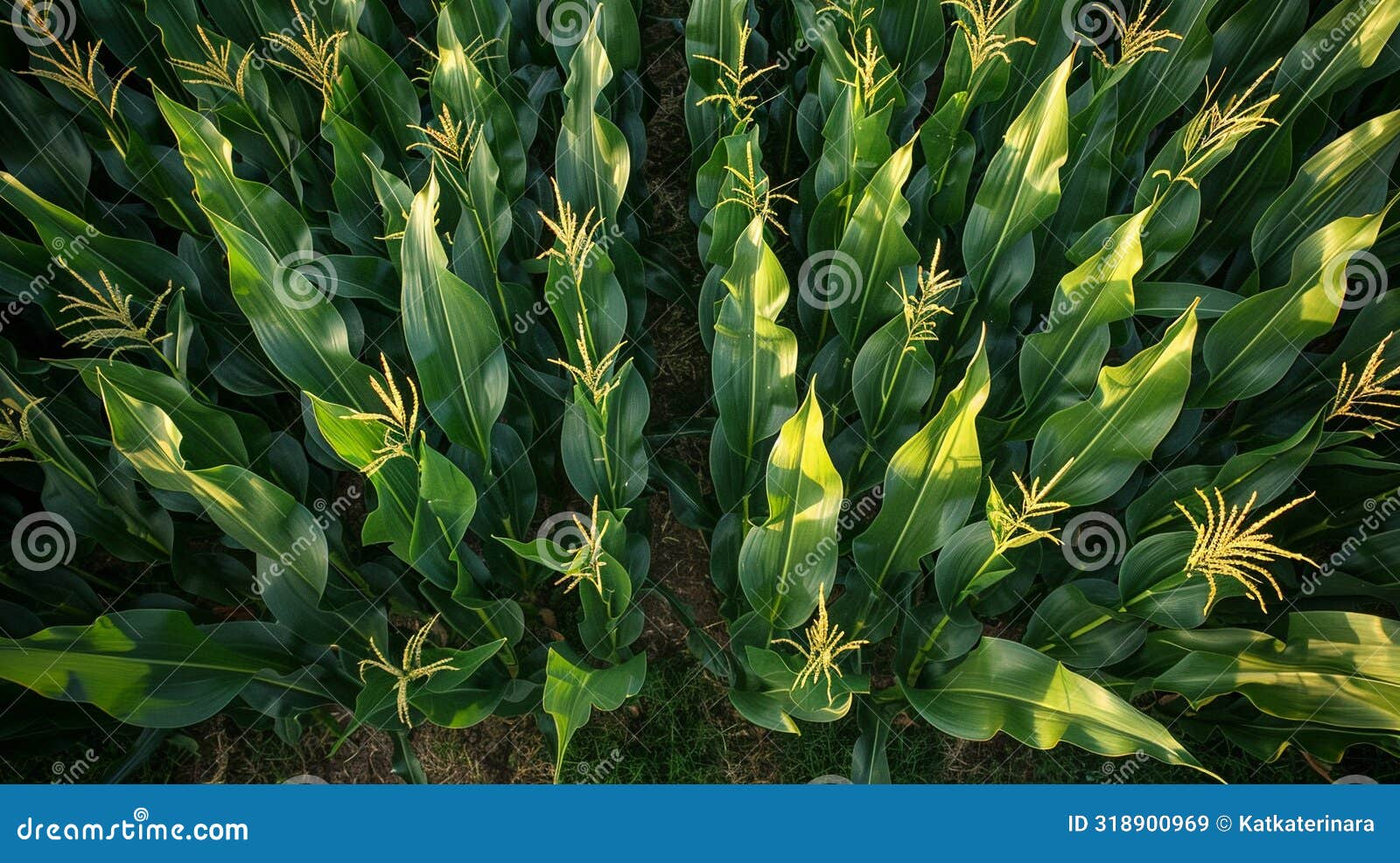 Cornfield Top View with Corn Cob on Farm , Generated AI Stock Image ...
