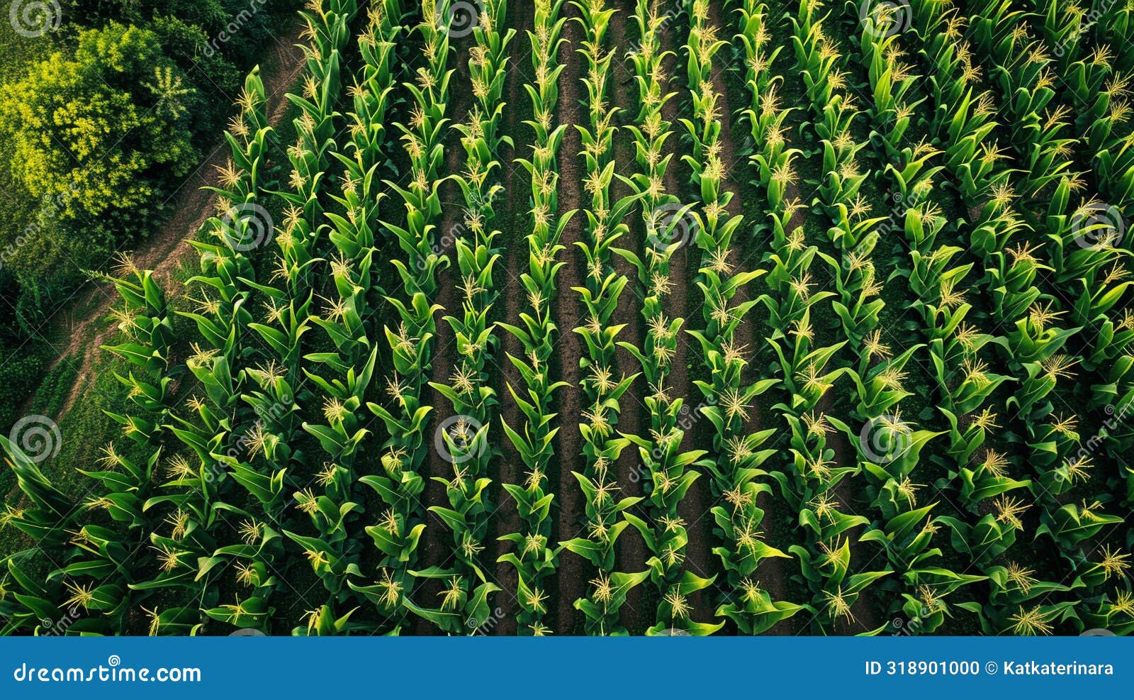 Cornfield Top View with Corn Cob on Farm , Generated AI Stock Photo ...