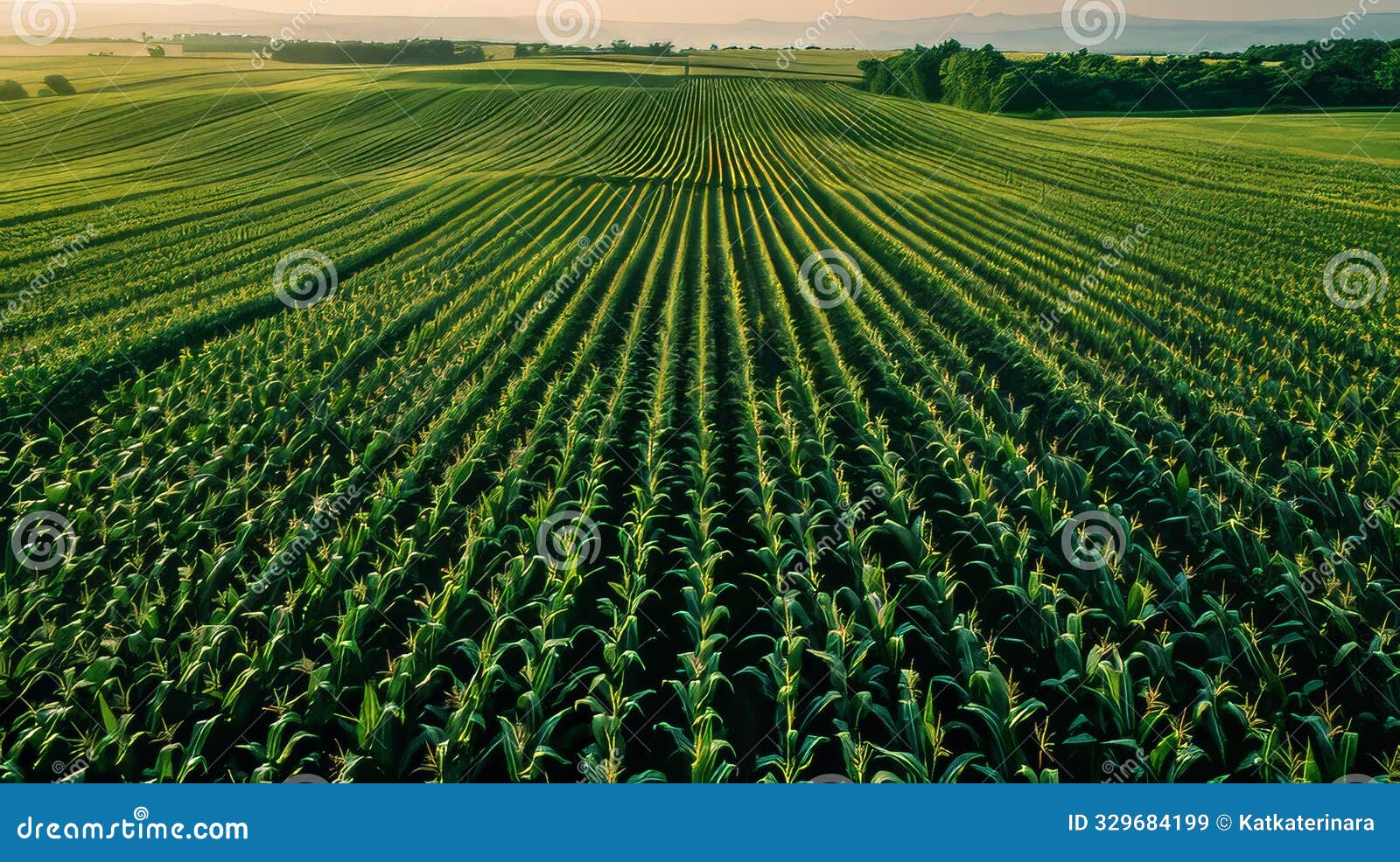 Cornfield Top View with Corn Cob on Farm , Generated AI Stock Image ...