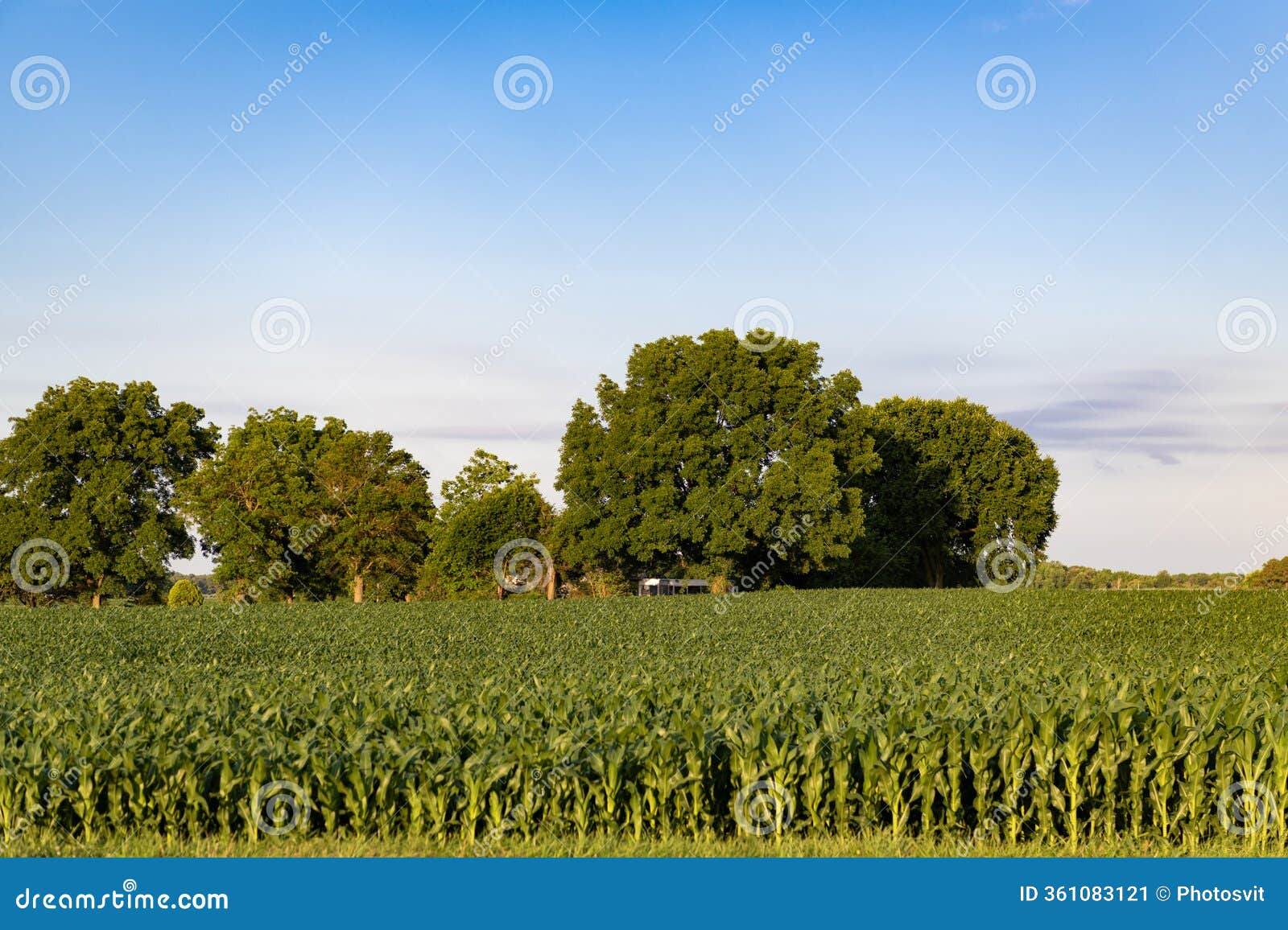 Cornfield with Tree Forest in Landscape View with Green Nature ...