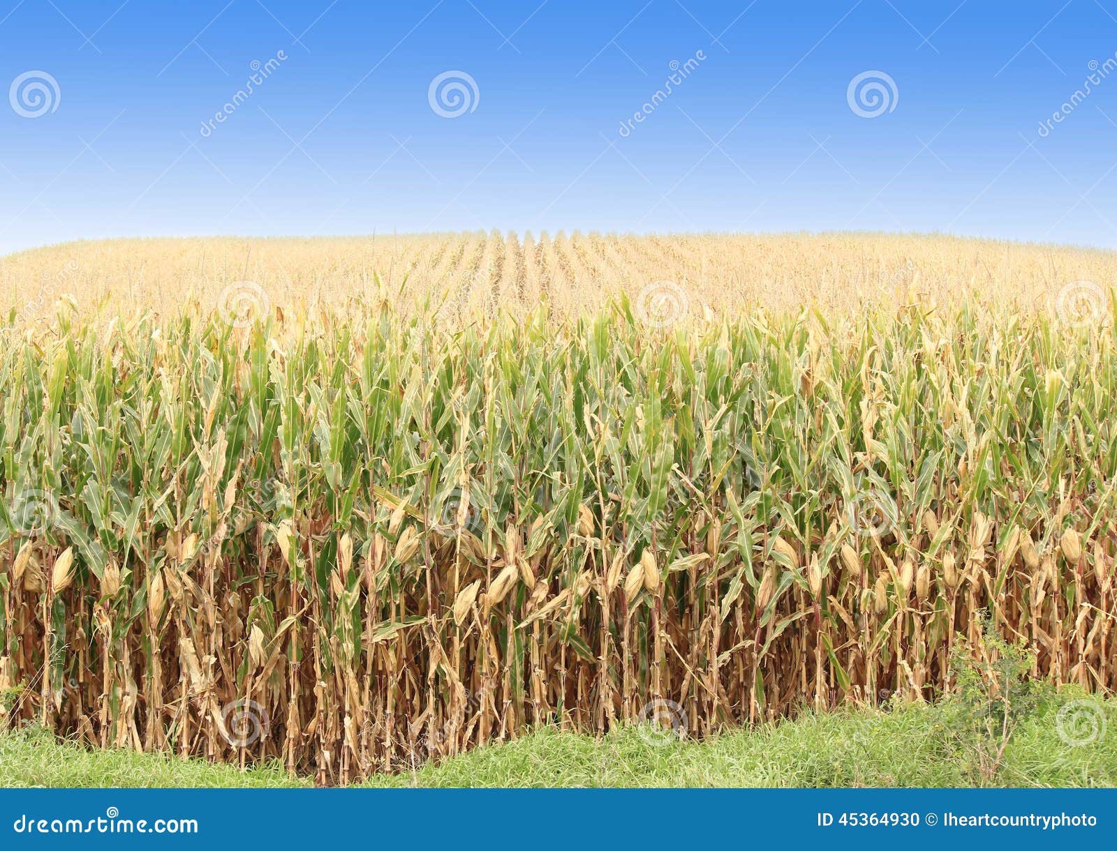 Cornfield stock photo. Image of blue, field, iowa, green - 45364930