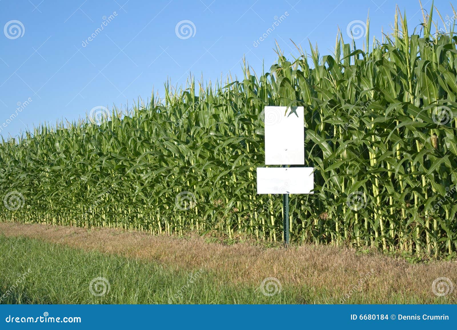 Cornfield with white sign stock photo. Image of farming - 6680184