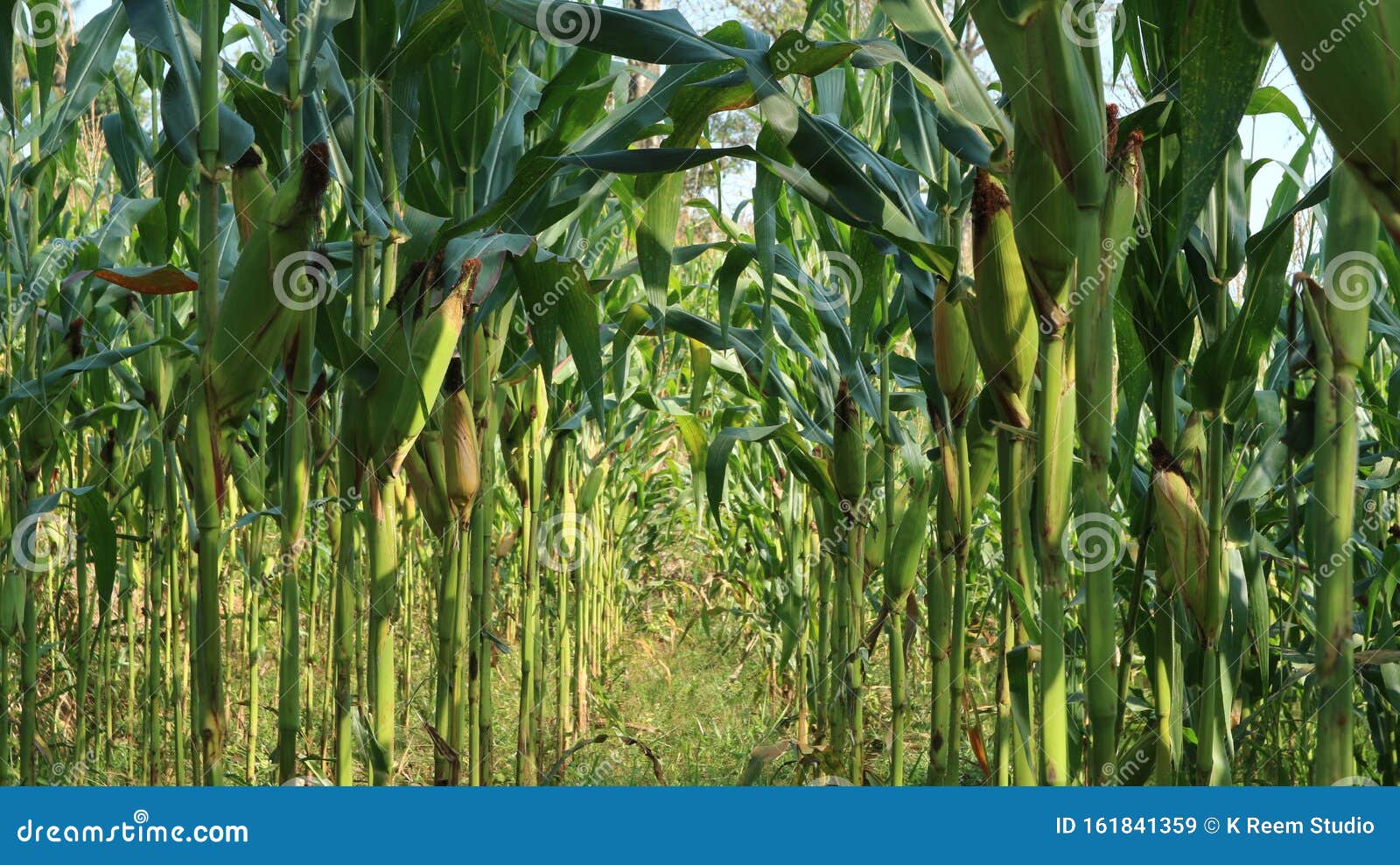 Cornfield, Young Corn Tree, Green Background Stock Image - Image of ...