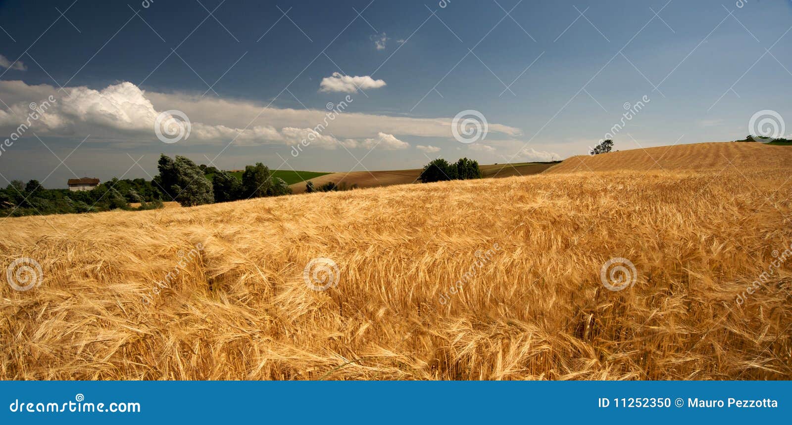 Cornfields stock photo. Image of grass, cultivation, agriculture - 11252350