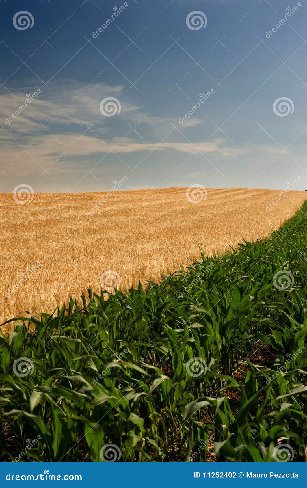 Cornfields stock photo. Image of landscape, field, cloud - 11252402