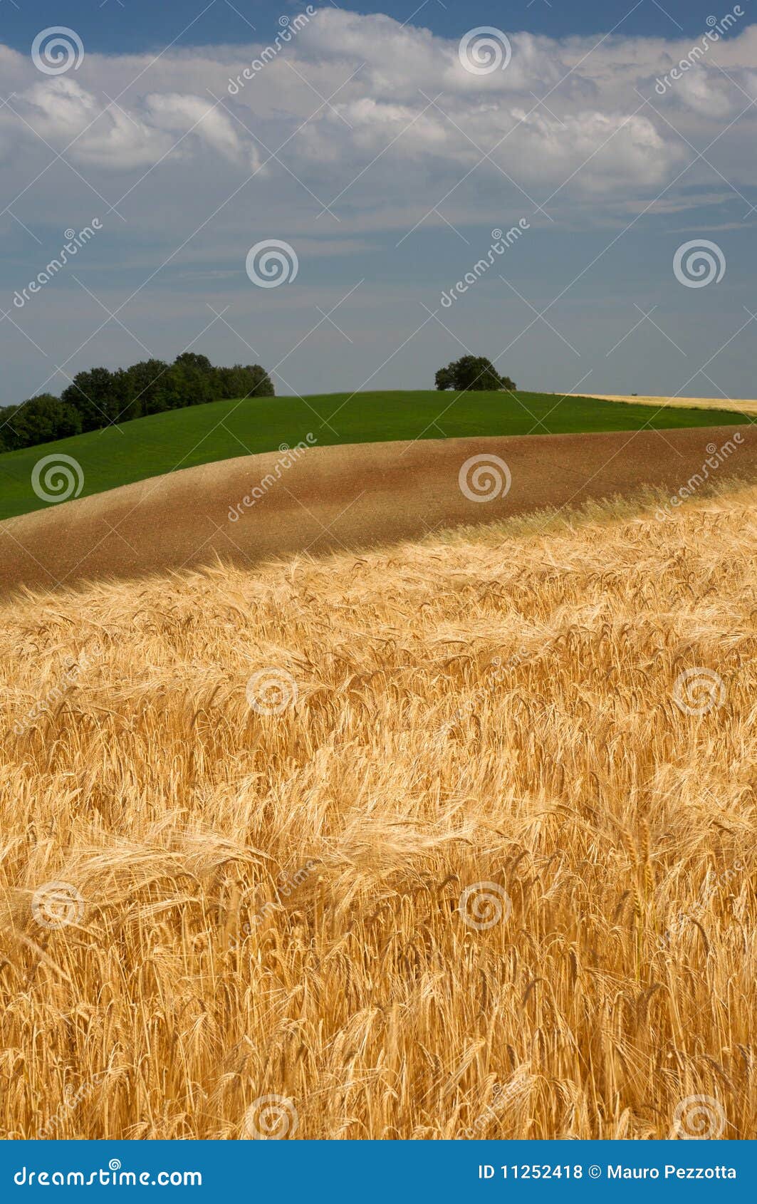 Cornfields stock photo. Image of farm, cereal, field - 11252418