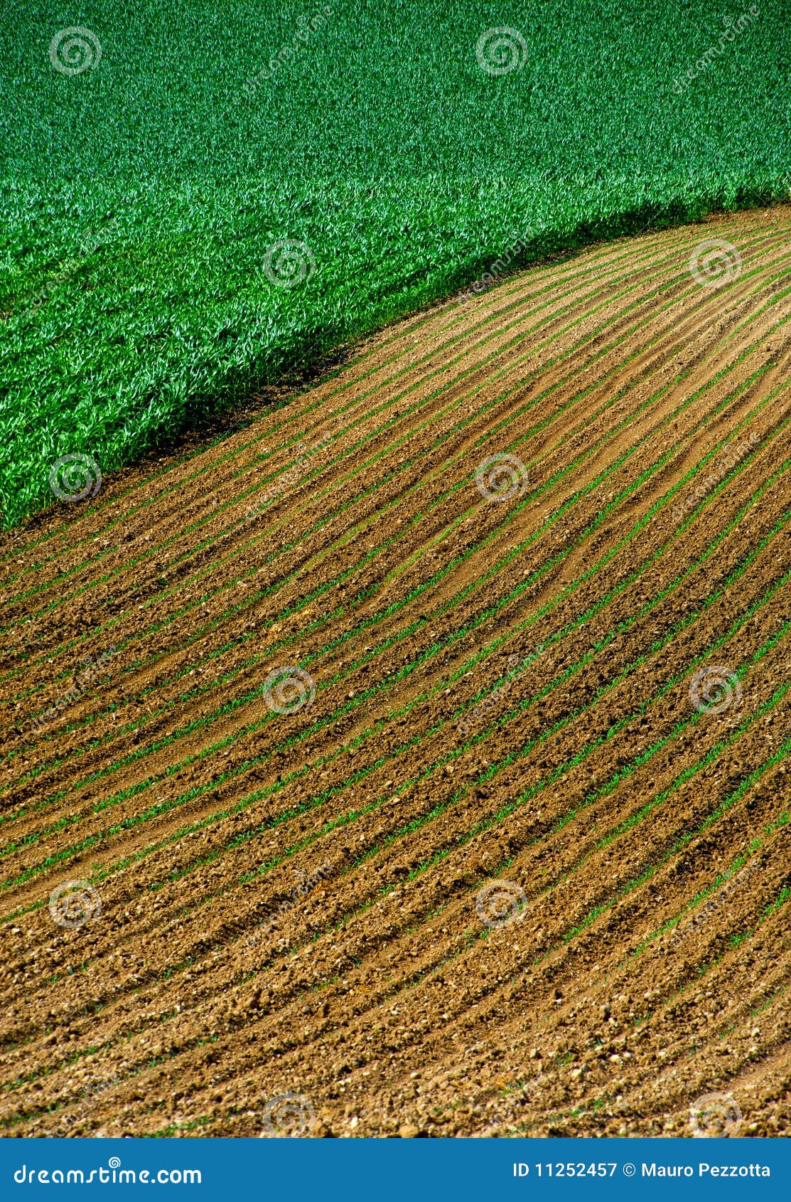 Cornfields stock image. Image of prairie, farm, corn - 11252457
