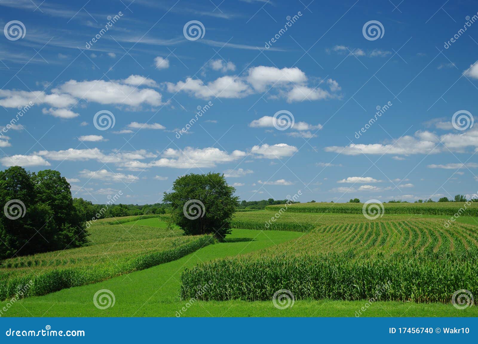 Cornfields in July stock photo. Image of cultivation - 17456740