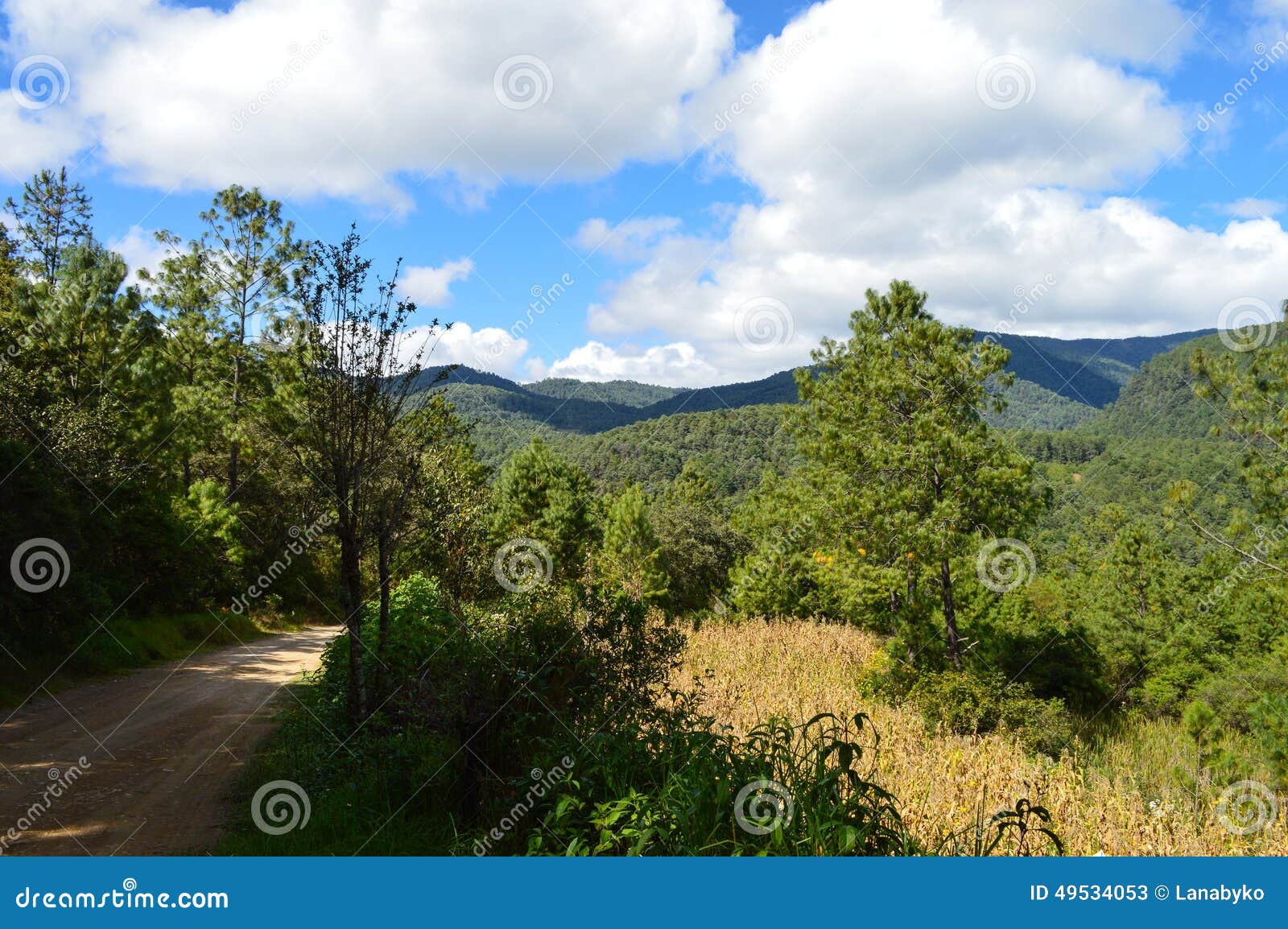 Cornfields and Pine Trees in Capulalpam De Mendez in the Highlands of ...