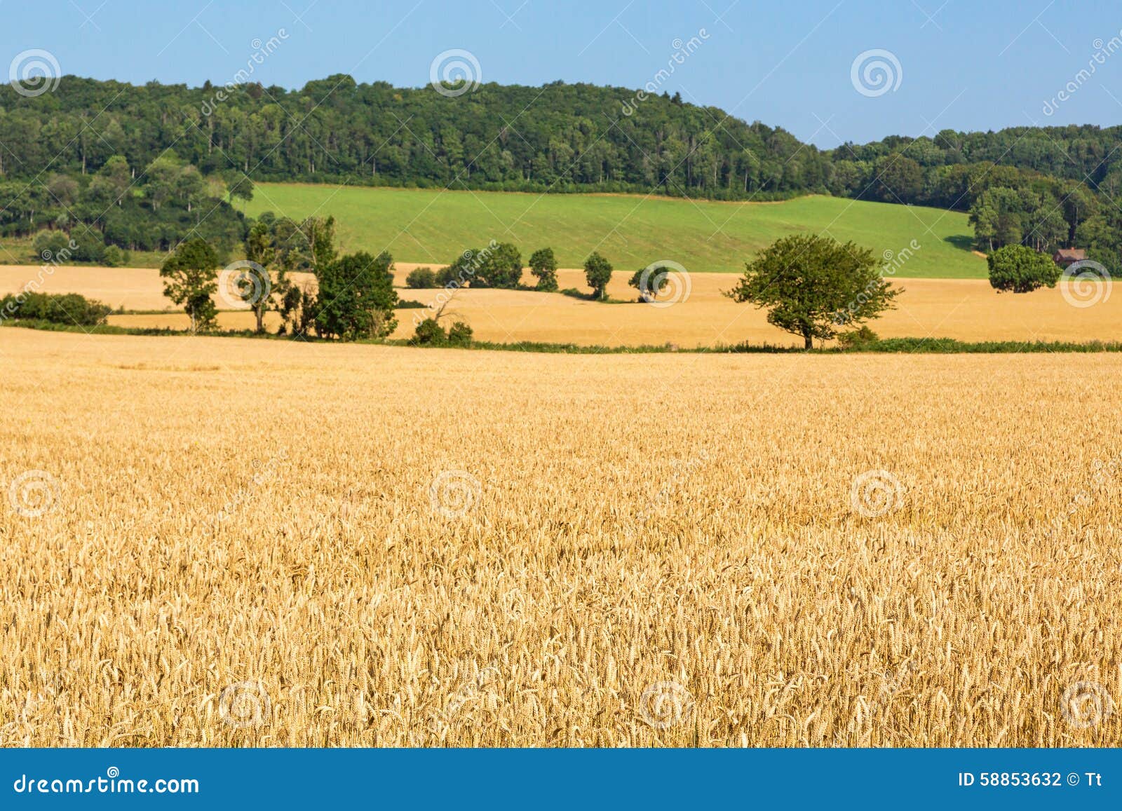 Cornfields stock photo. Image of field, cultivate, grain - 58853632