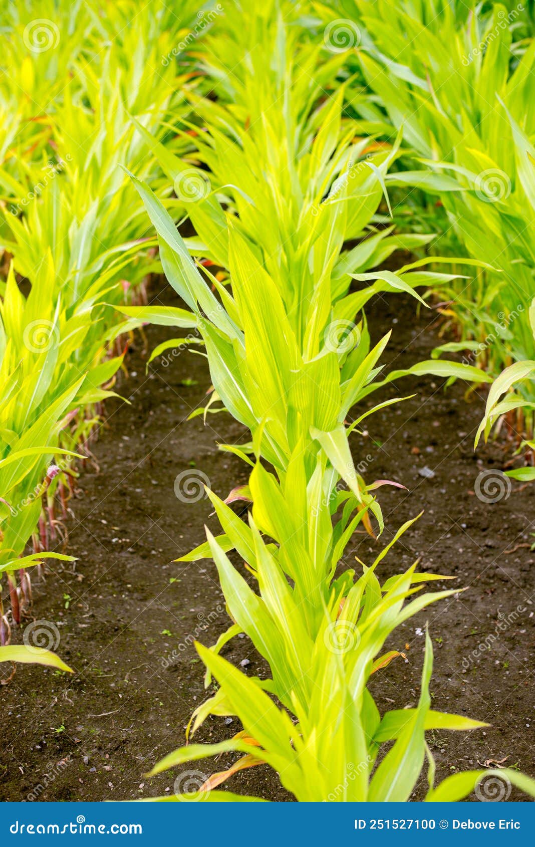 Pretty Landscape of a Field of Young Corn Plants Stock Photo - Image of ...