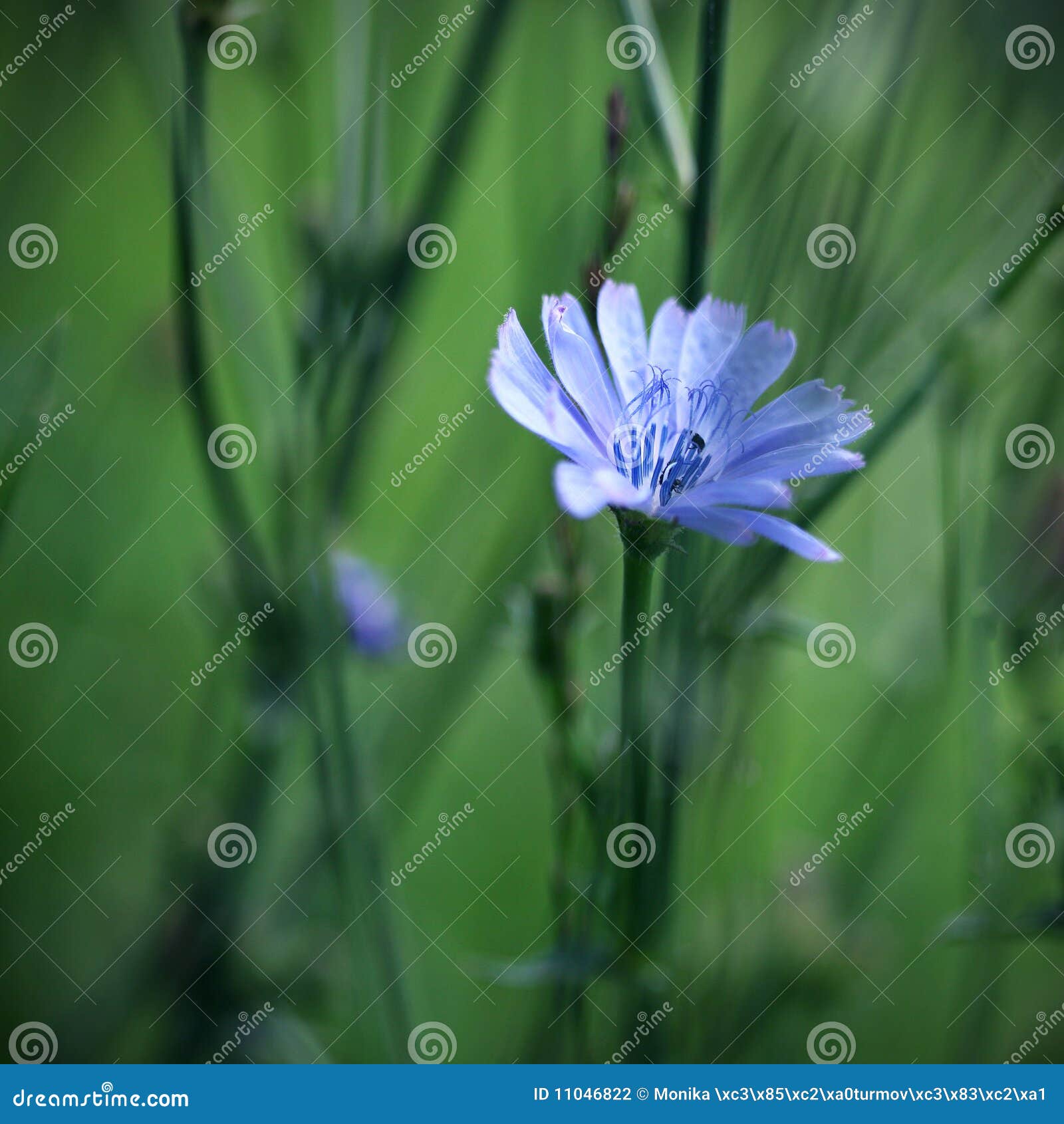 Cornflower stock photo. Image of natural, background - 11046822