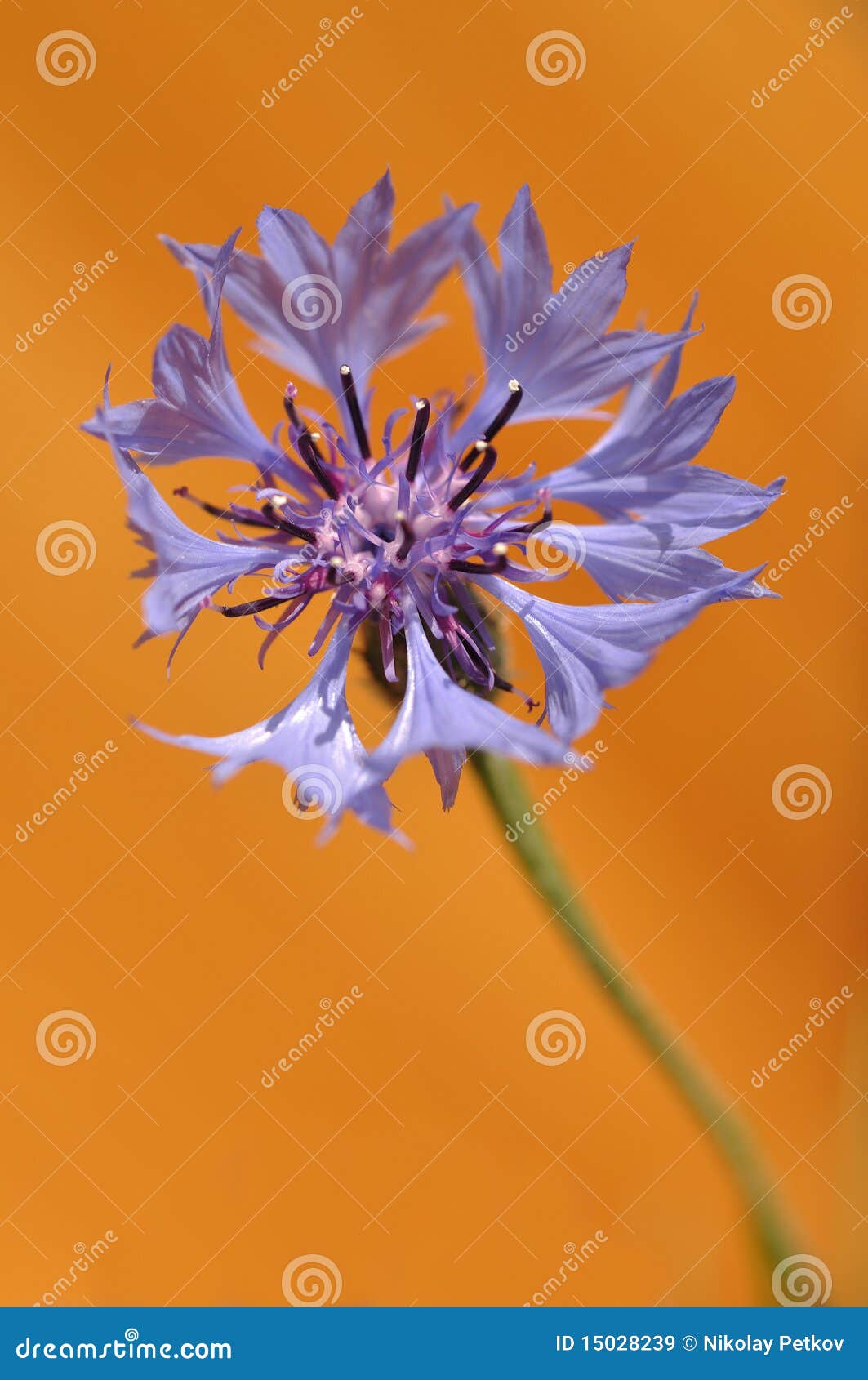 Cornflower stock image. Image of fine, blue, color, delicious - 15028239