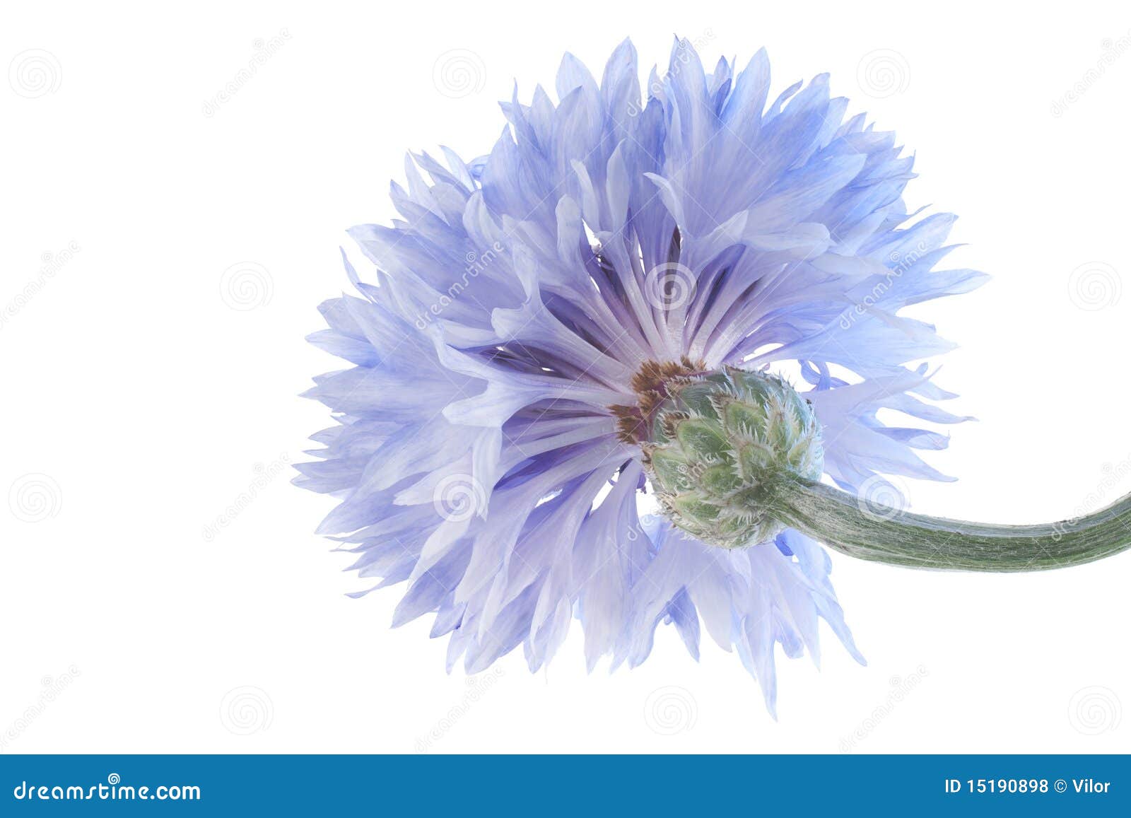 Cornflower stock photo. Image of close, background, cornflower - 15190898
