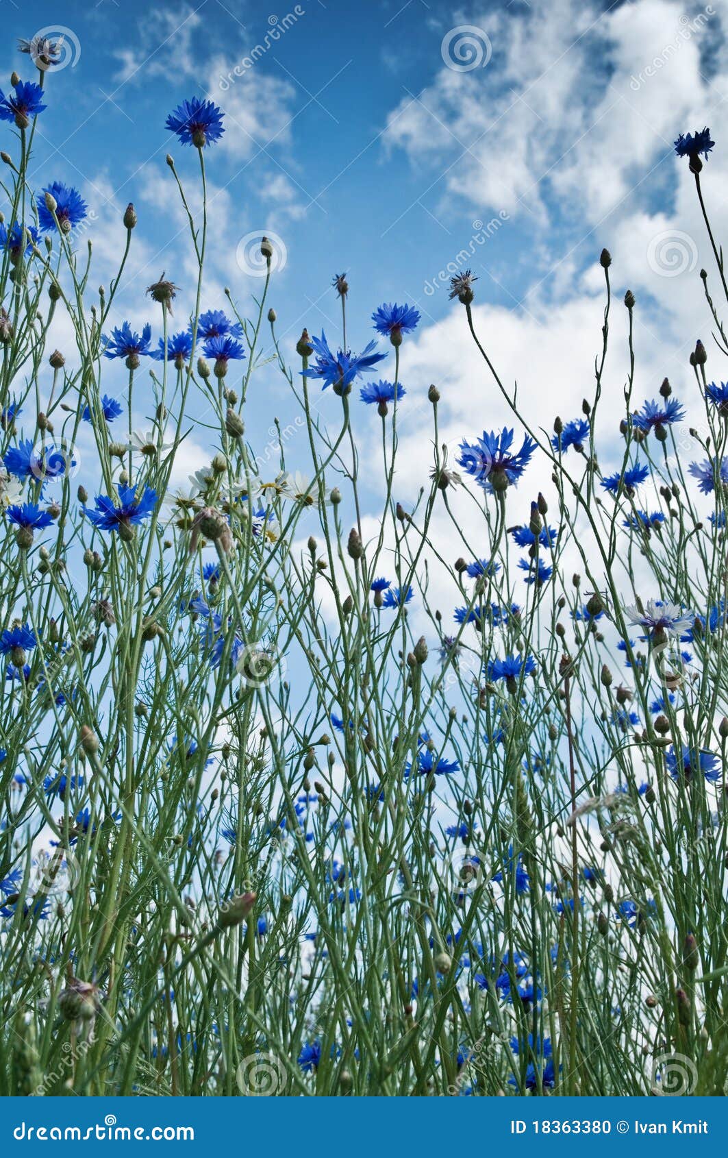 Cornflower stock photo. Image of cornflower, plant, cloud - 18363380
