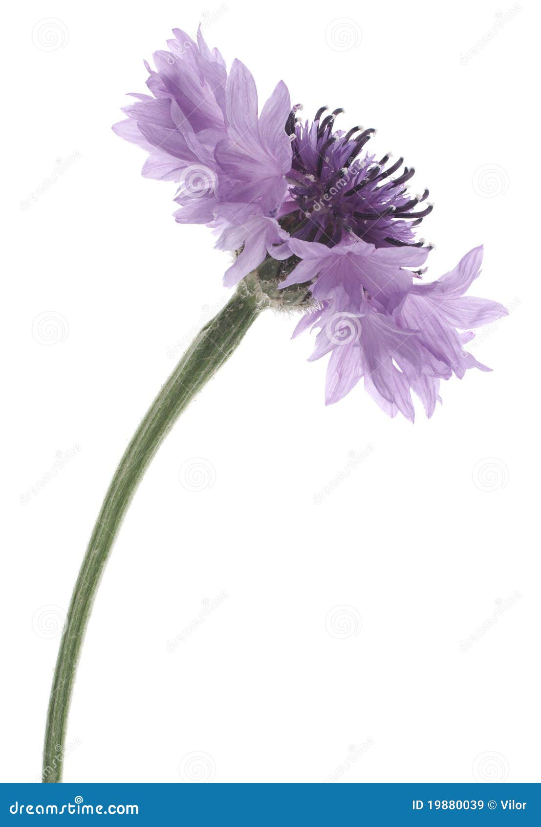 1,157 Lilac Cornflower Stock Photos - Free & Royalty-Free Stock Photos ...