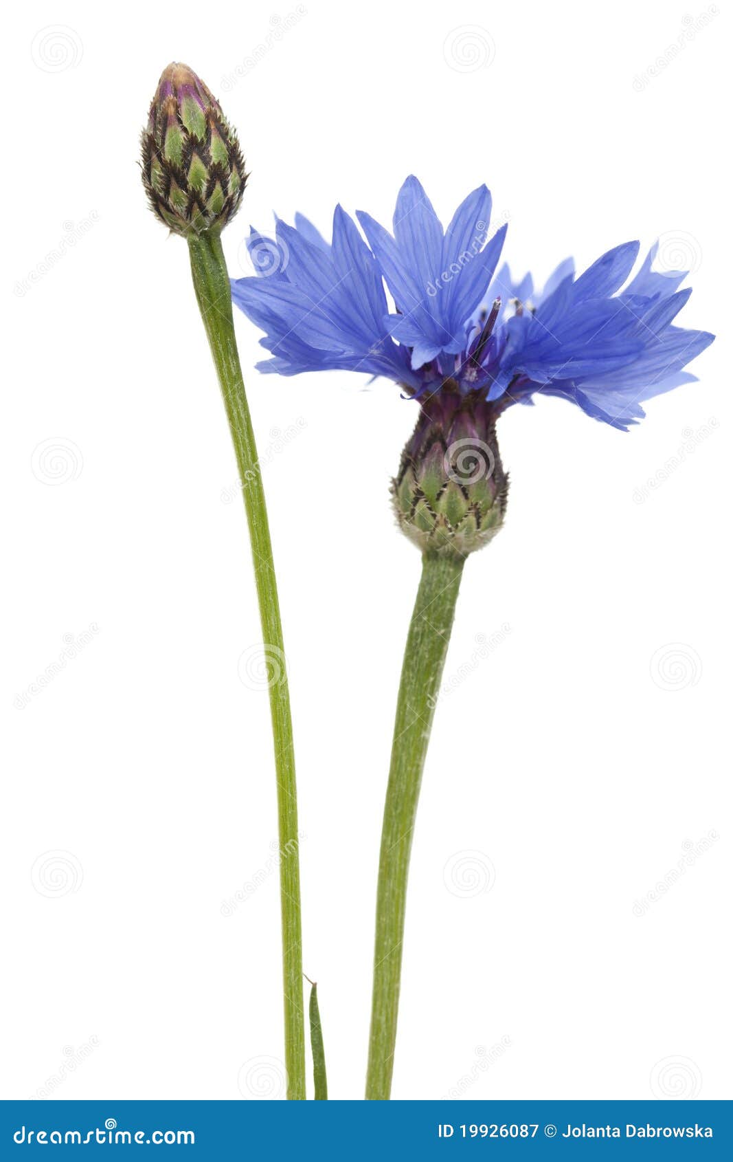 Cornflower stock image. Image of nature, medicine, white - 19926087