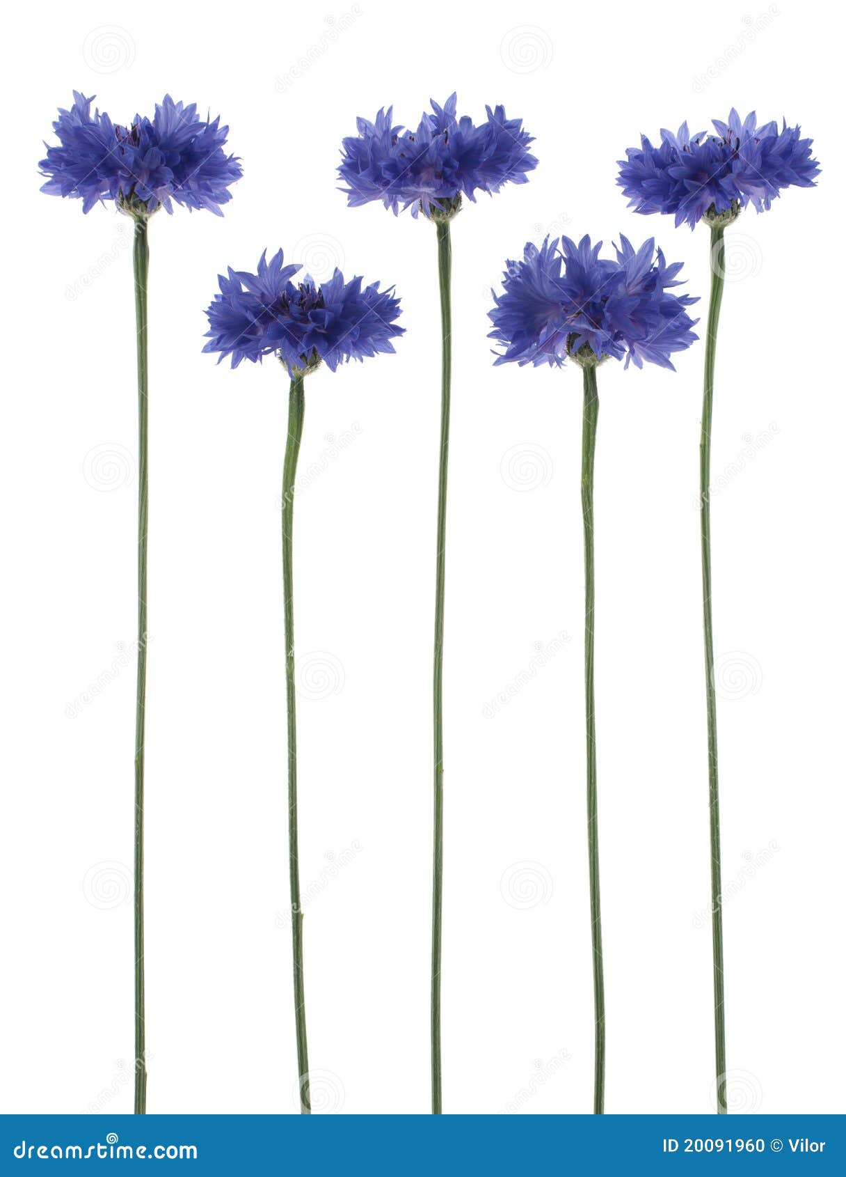 Cornflower stock photo. Image of button, studio, flowers - 20091960