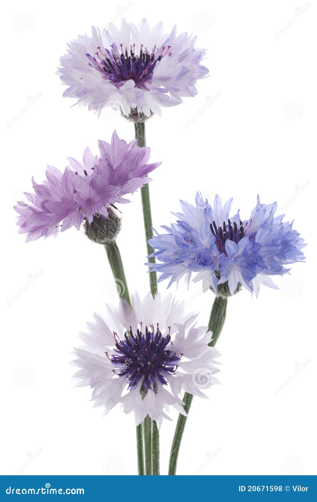 Cornflower stock photo. Image of petal, cutout, bluebottle - 20671598