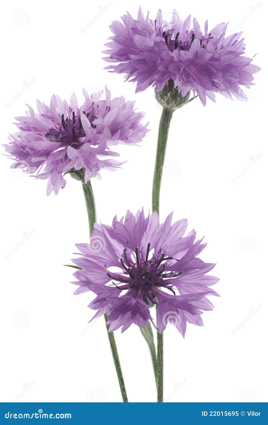 Cornflower stock image. Image of centaurea, focus, blooming - 22015695
