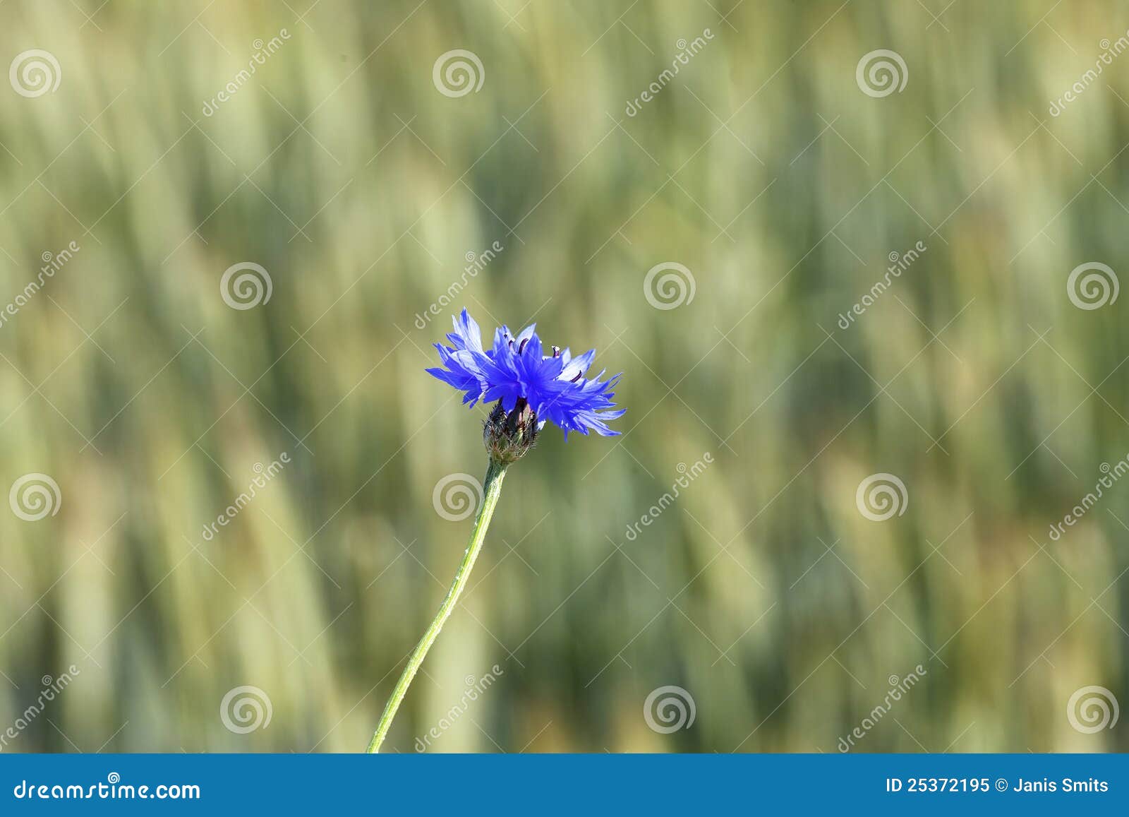 Cornflower. stock image. Image of flower, stem, wildflower - 25372195