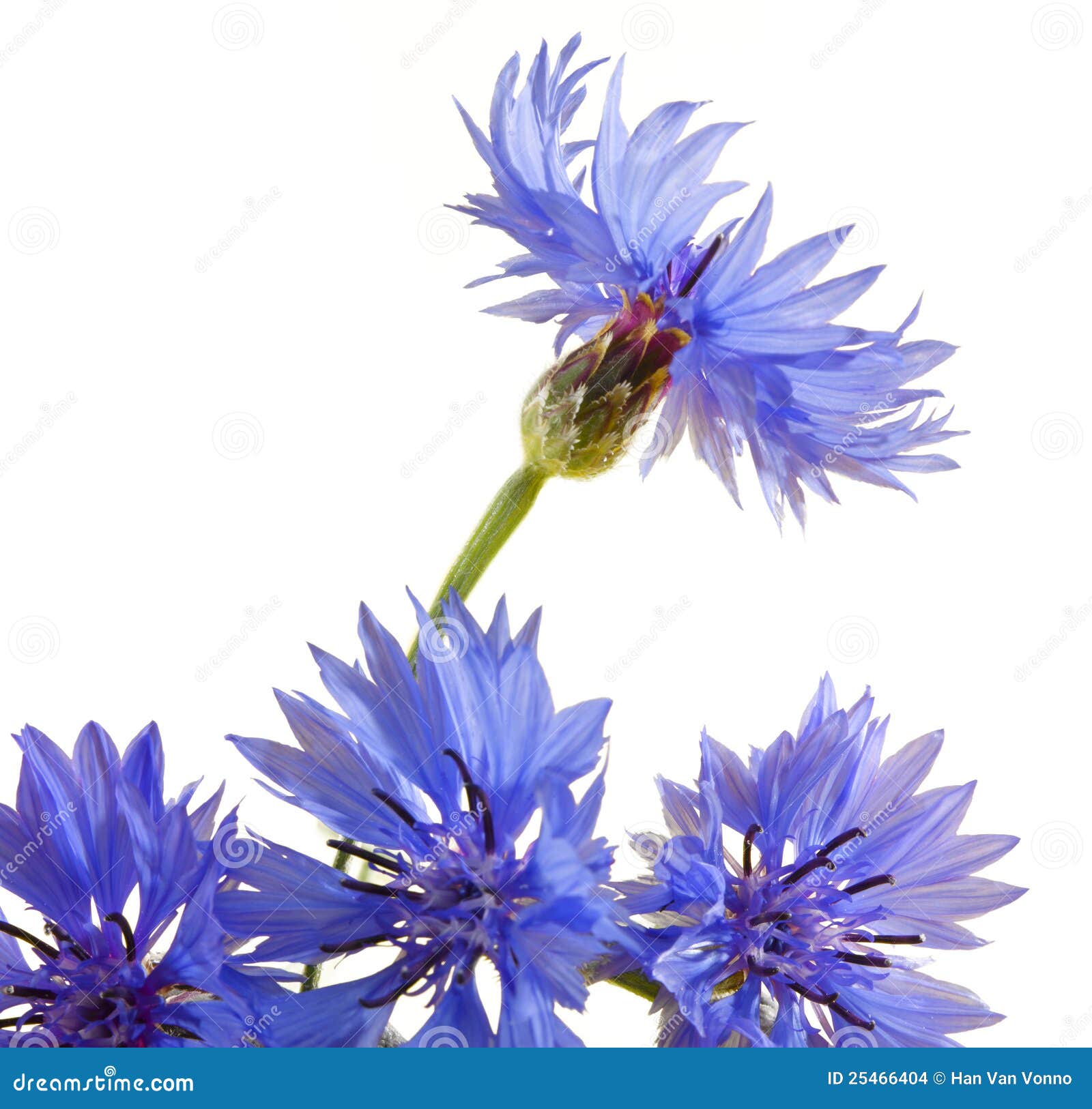 Cornflower stock photo. Image of freshness, view, high - 25466404