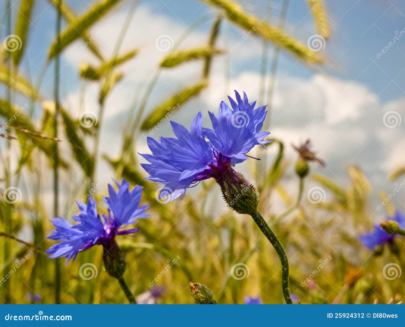Cornflower stock photo. Image of food, countryside, corn - 25924312