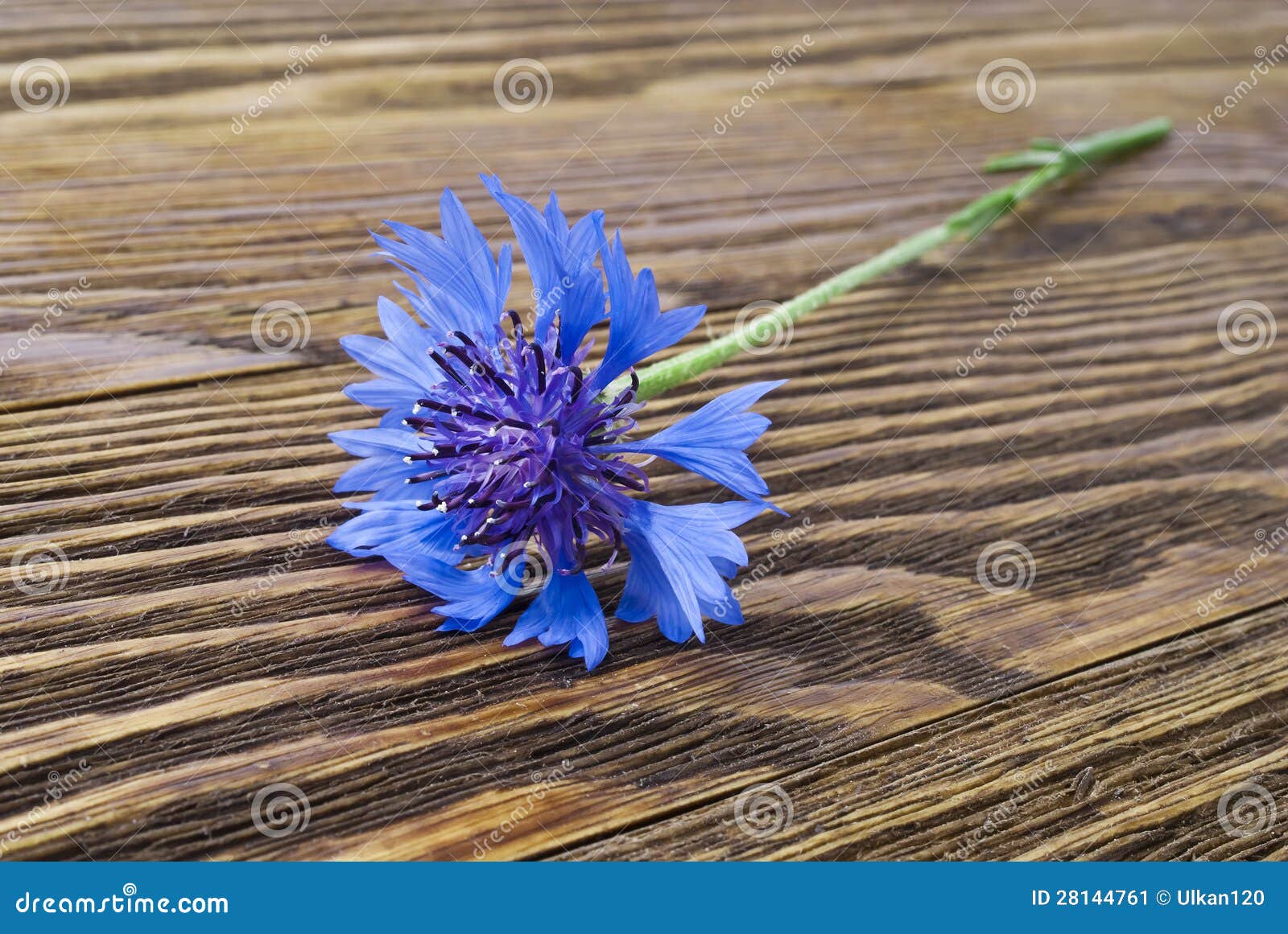 Cornflower stock image. Image of isolated, blossom, leaf - 28144761