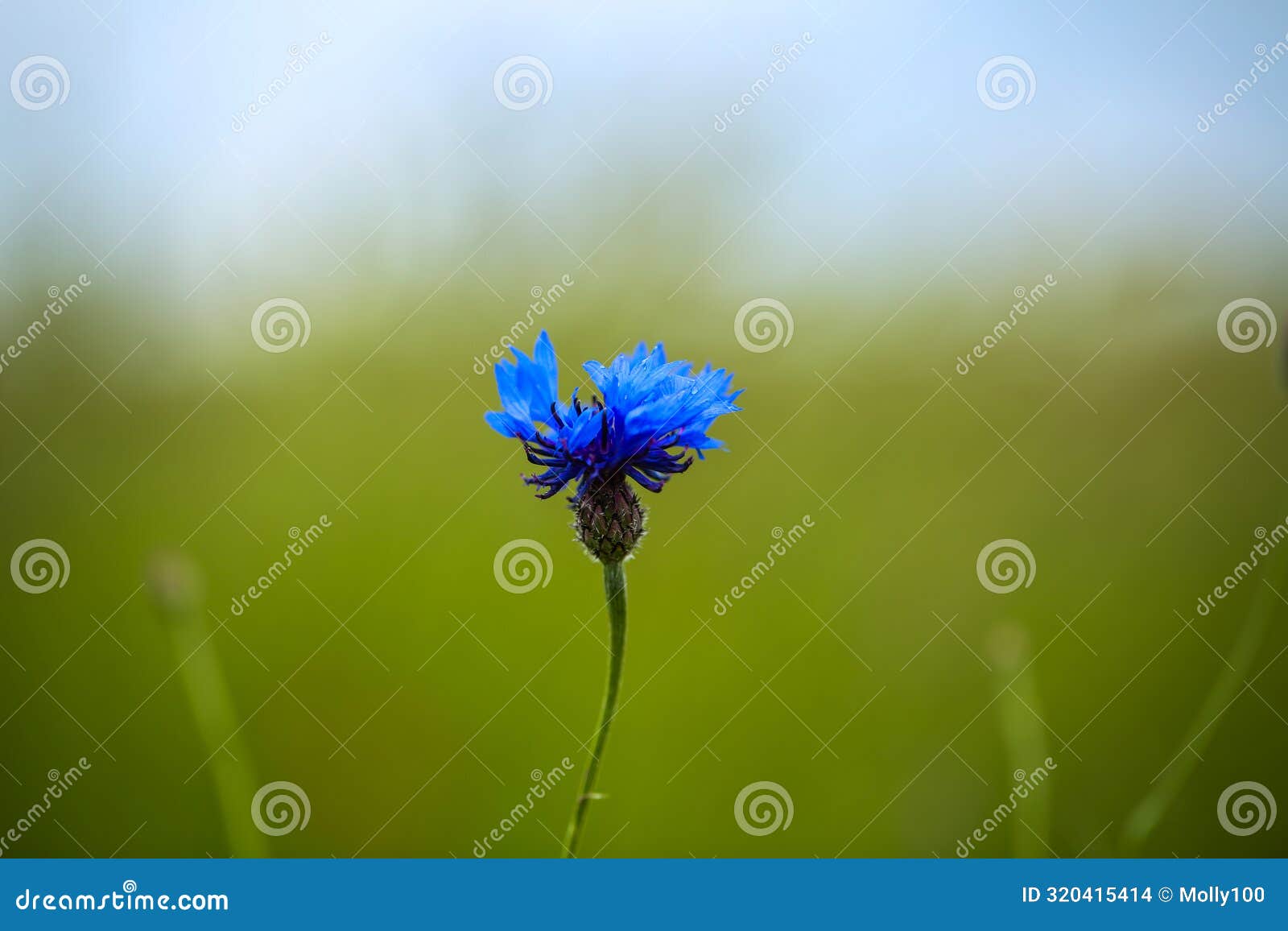Cornflower Alone in the Field Stock Photo - Image of blossom, field ...