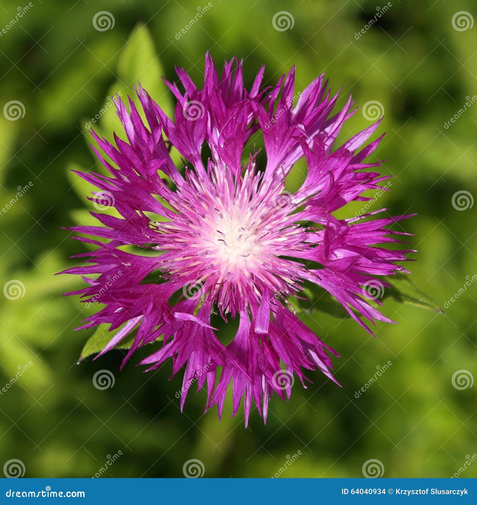 Cornflower. stock photo. Image of spring, season, blossom - 64040934