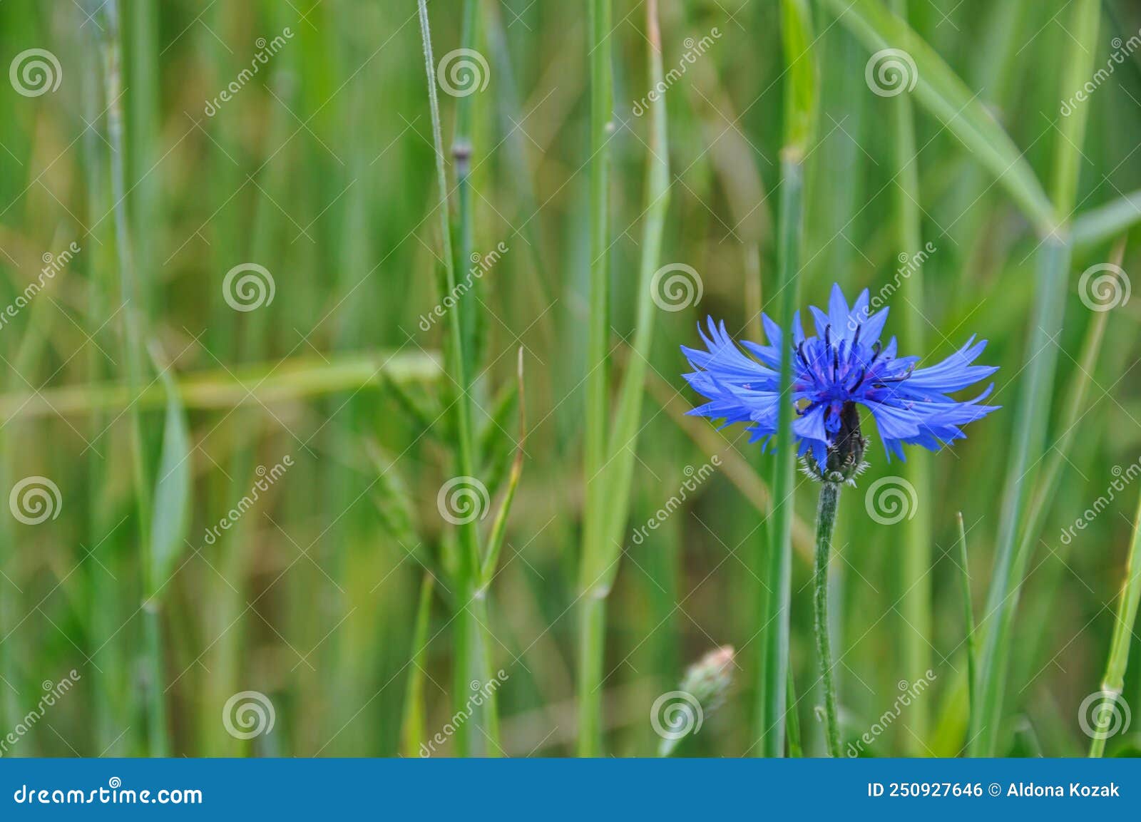 Cornflower Cornflower Blue Field Flower in the Field between the ...