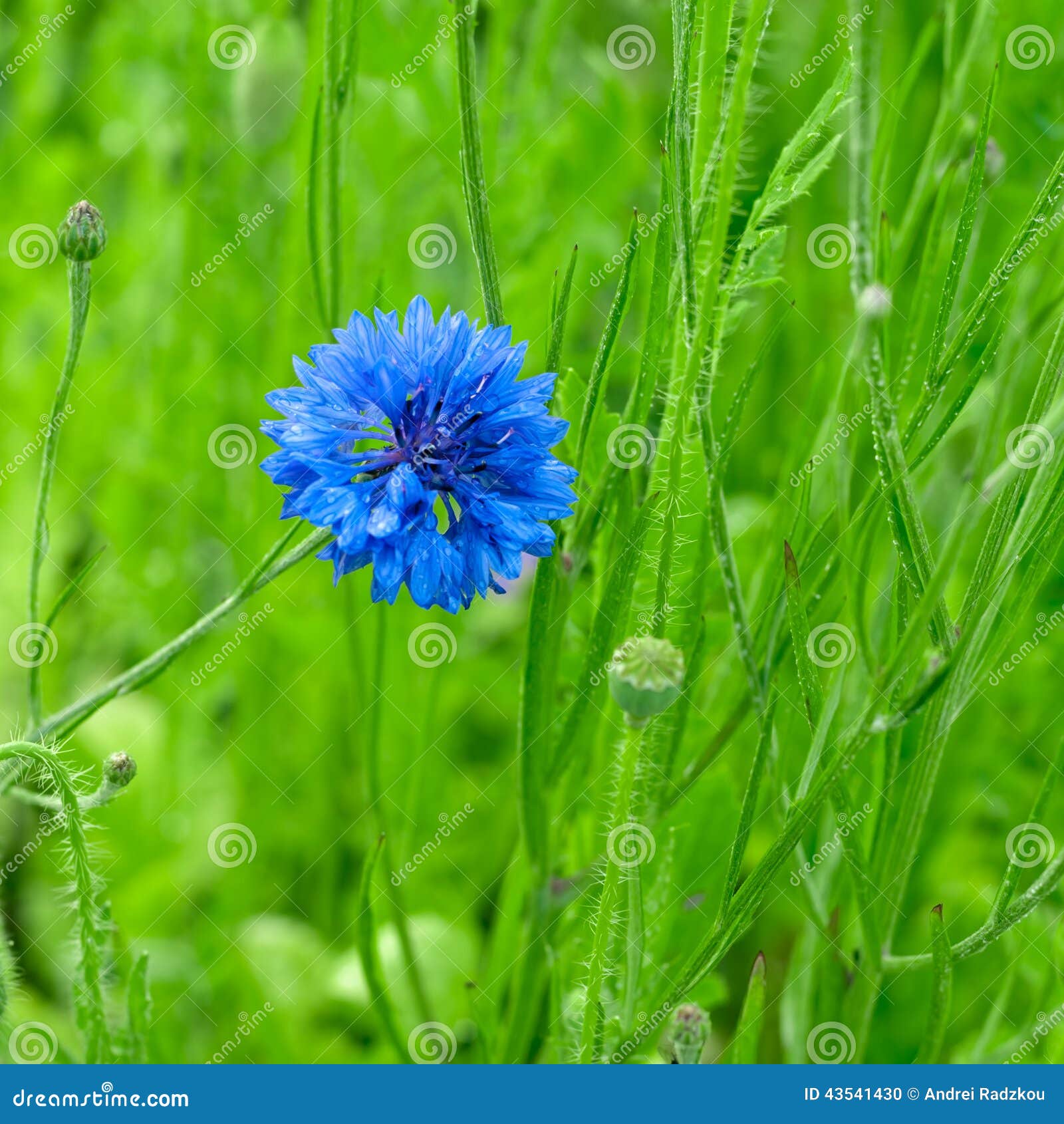 Cornflower stock photo. Image of floral, natural, summer - 43541430
