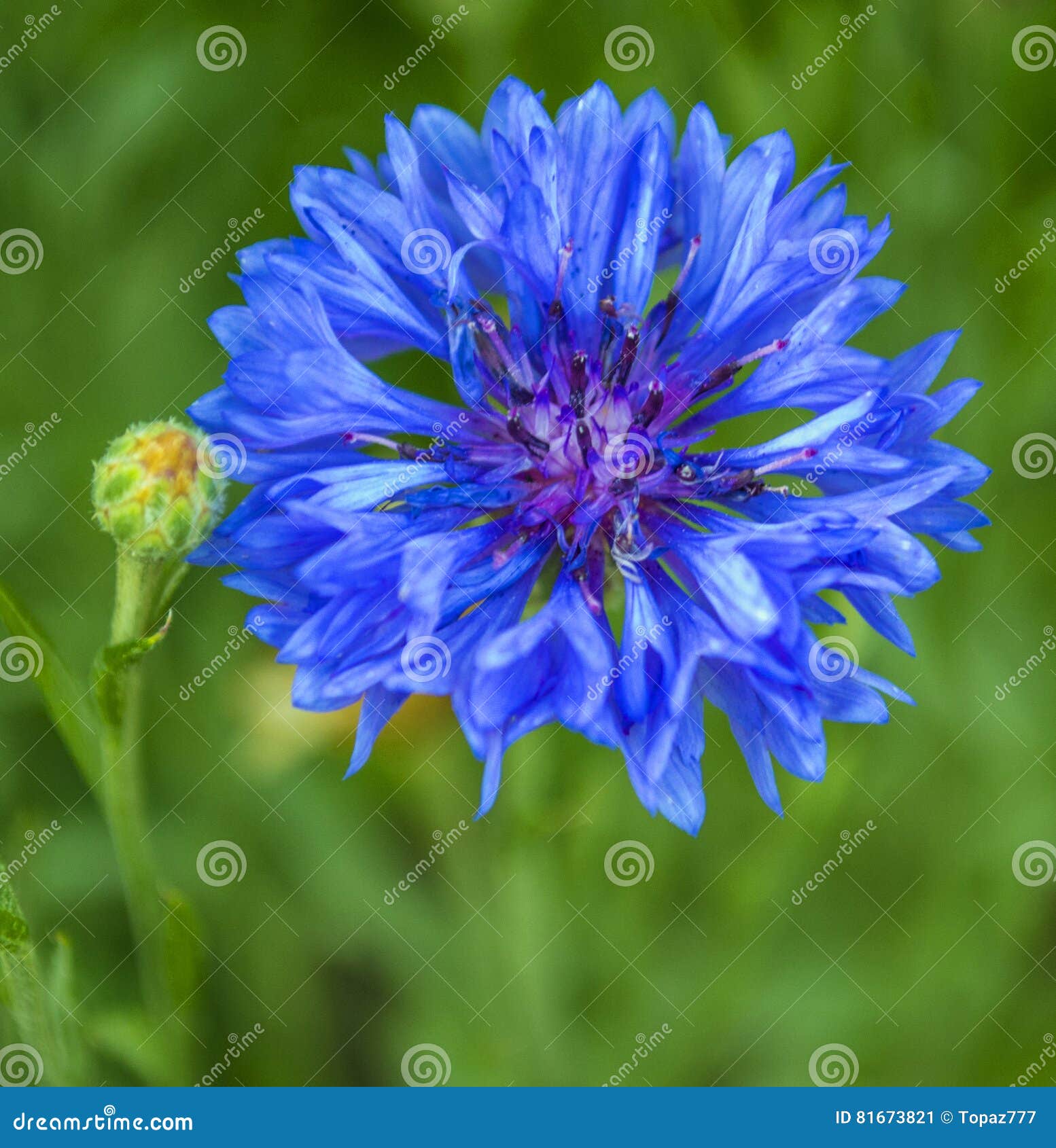 Cornflower blue stock image. Image of beauty, field, blue - 81673821