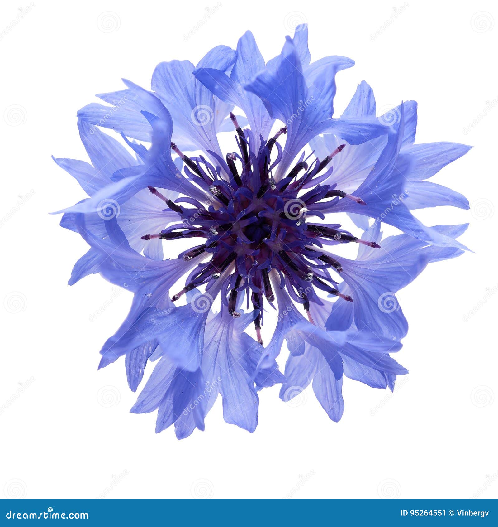 Cornflower Blue on a White Background Stock Image - Image of spring ...