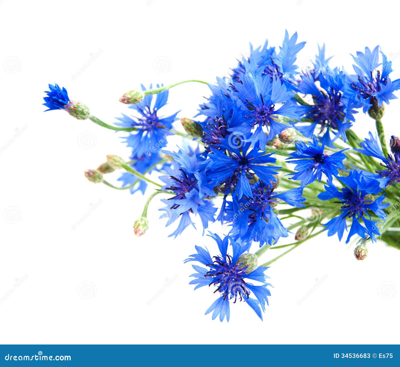 Cornflower stock image. Image of summer, flower, bright - 34536683