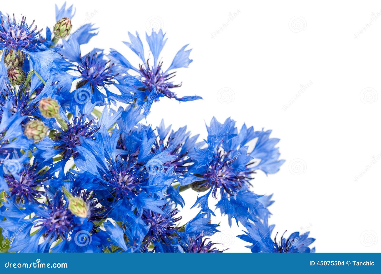 Cornflower. Bouquet of Wild Blue Flowers Stock Photo - Image of natural ...