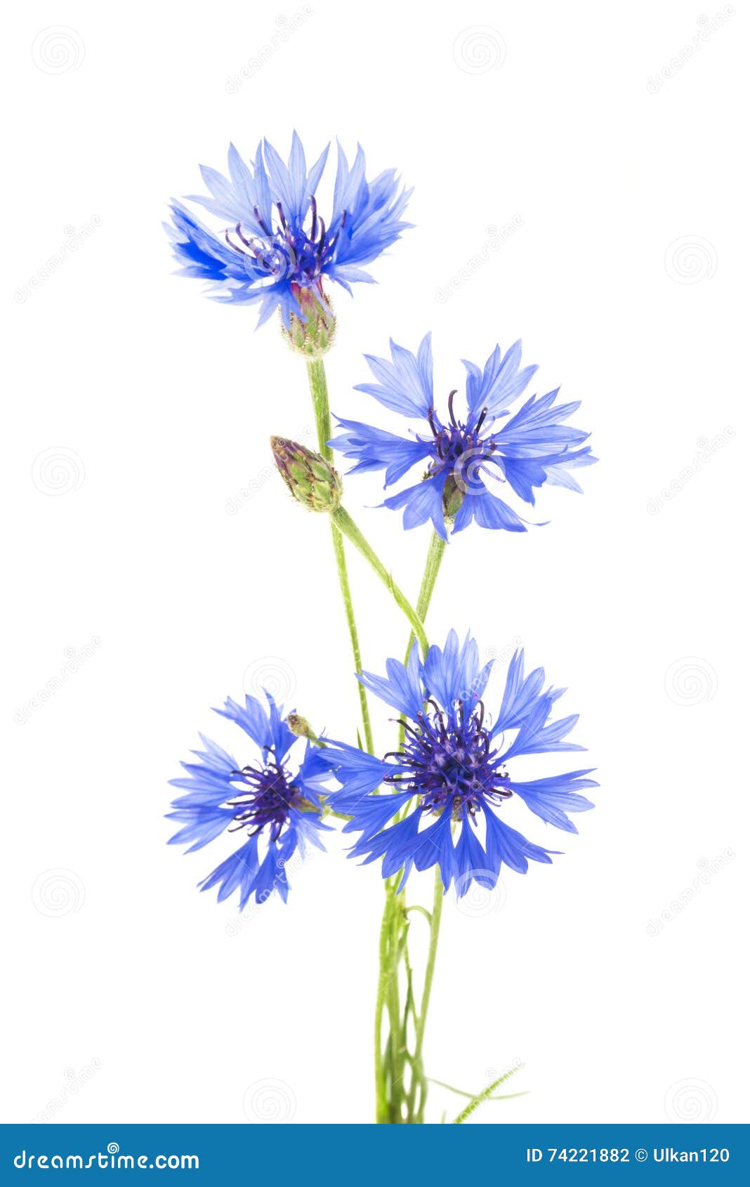 Cornflower. Bouquet of Wild Blue Flowers Stock Photo - Image of blossom ...