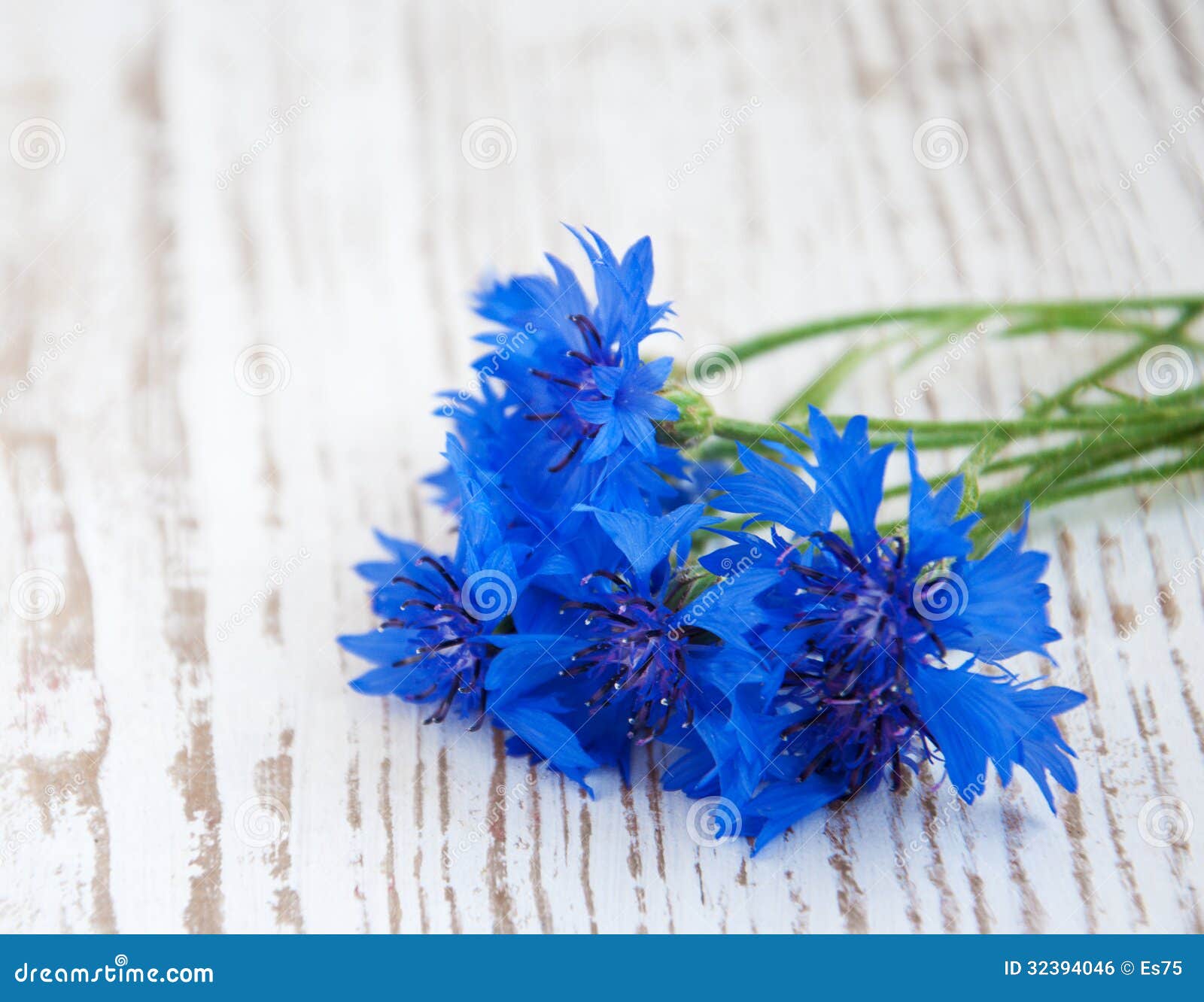 Cornflower stock photo. Image of botany, summer, green - 32394046