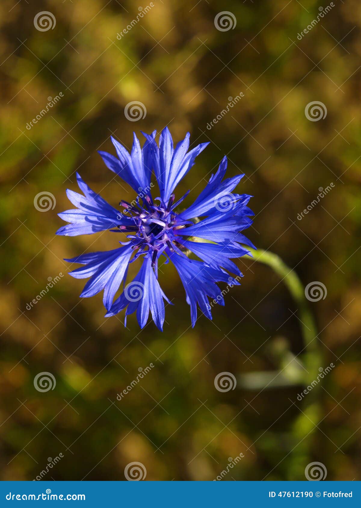 Cornflower stock photo. Image of centaurea, cornflower - 47612190