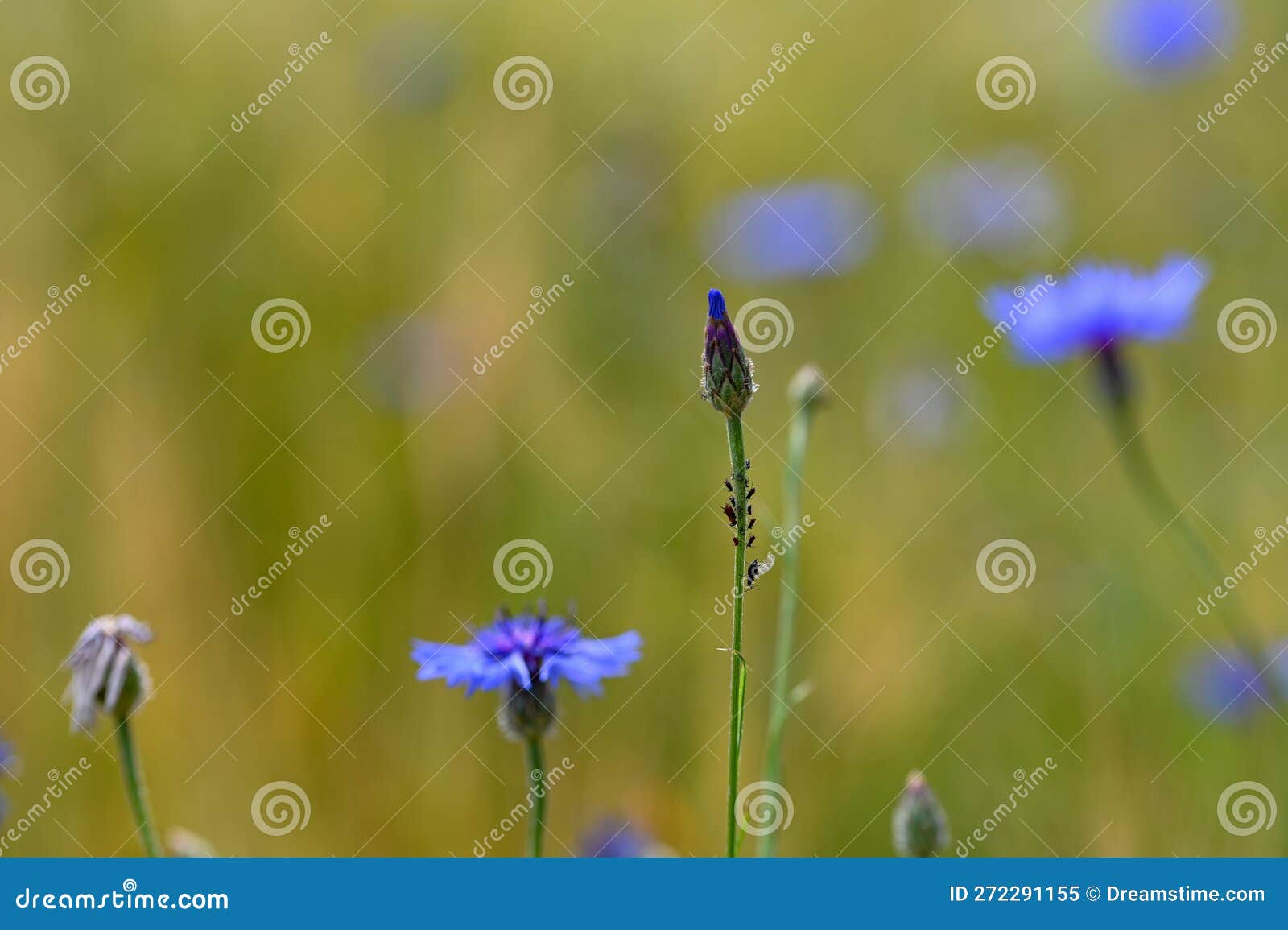 A Cornflower Bud with Aphids on the Stem Stock Image - Image of field ...