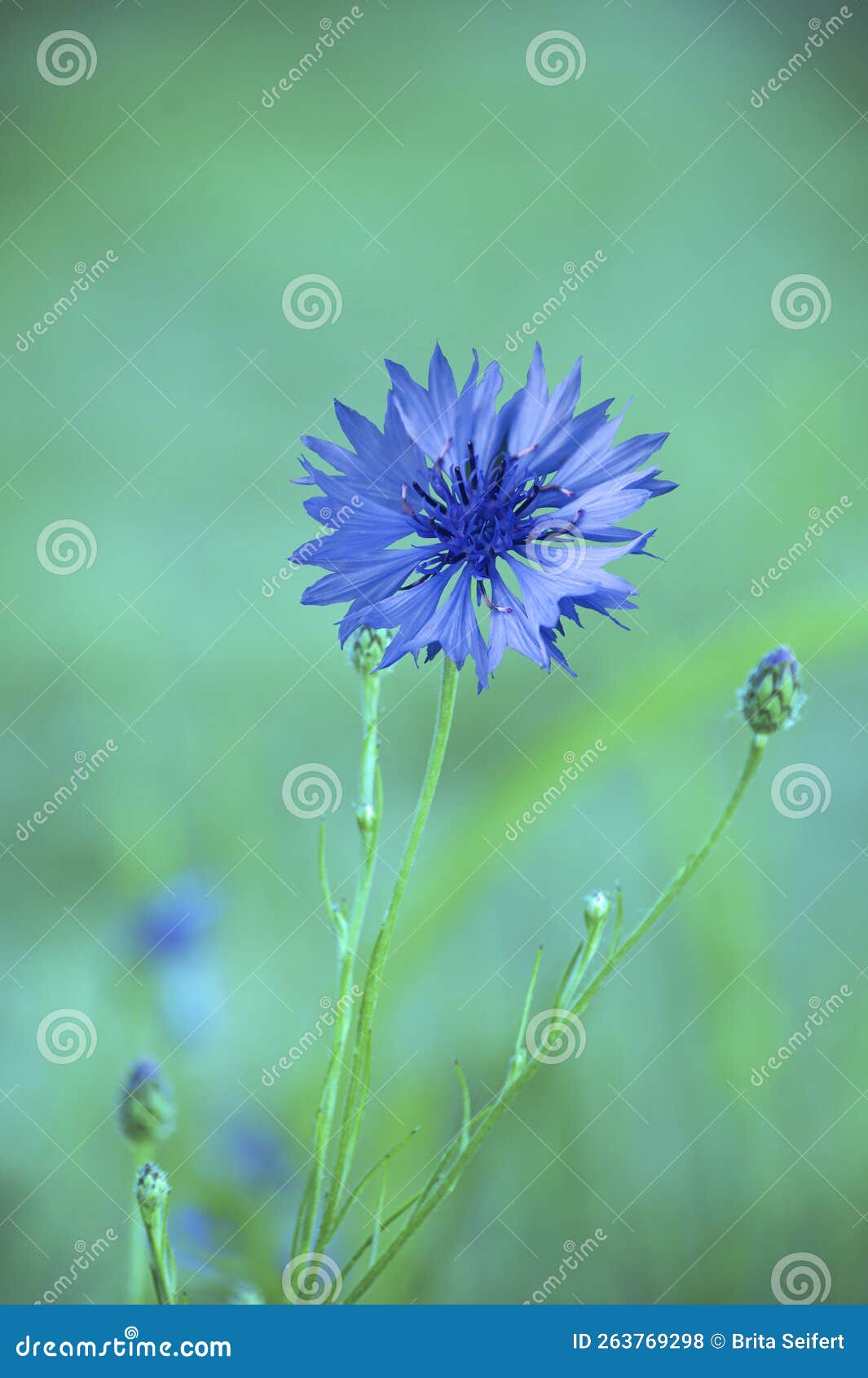Cornflower, Centaurea Cyanus, Asteraceae. Cornflower Herb or Bachelor ...
