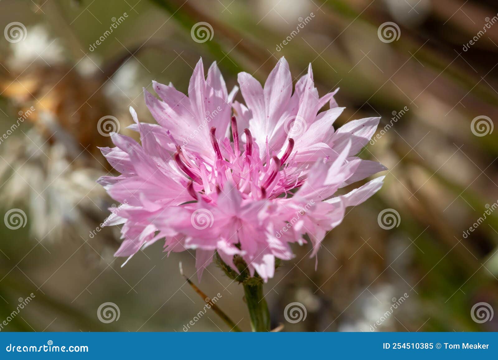 Cornflower Centaurea Cyanus Stock Image - Image of color, floral: 254510385