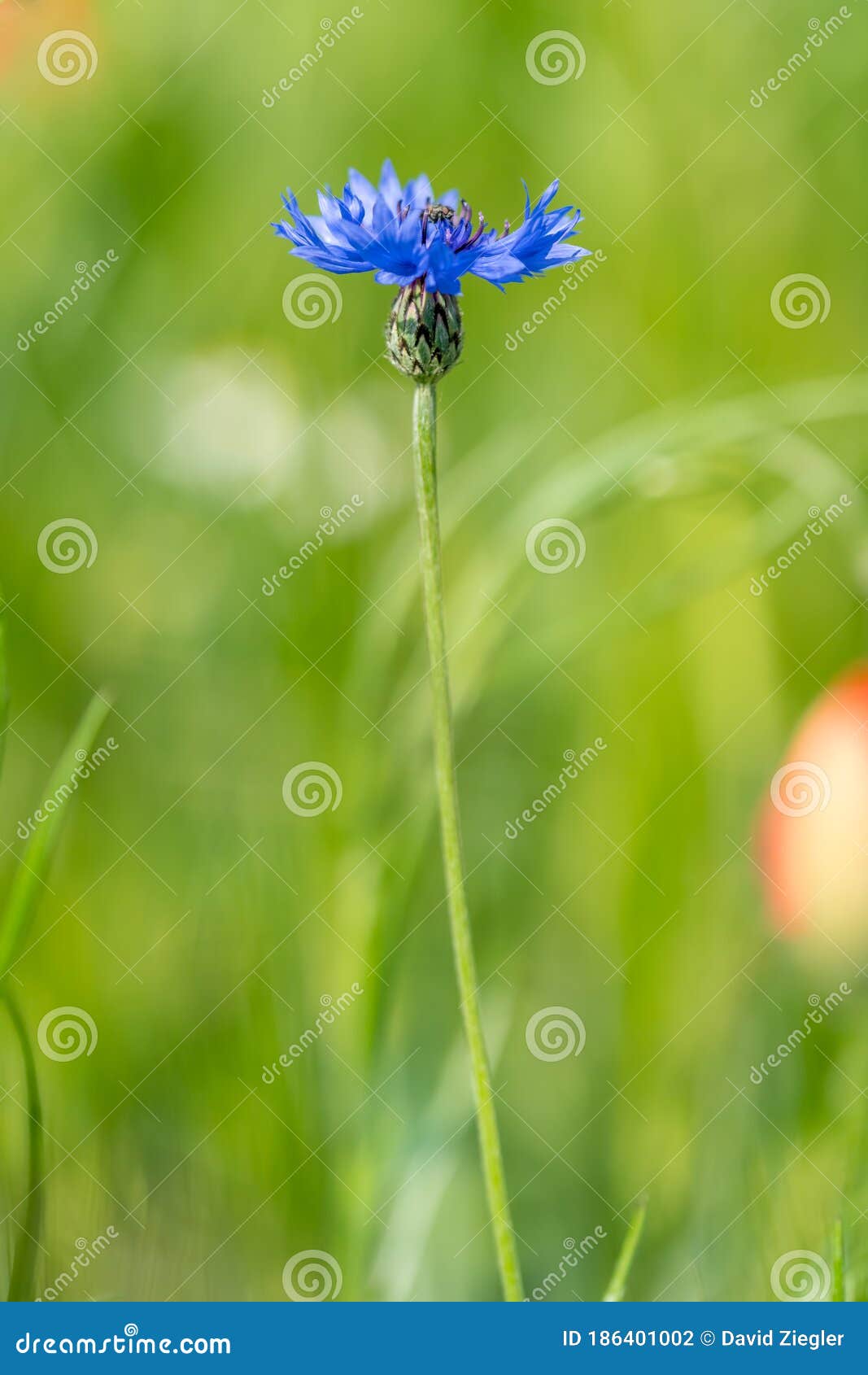 Cornflower in a Green Field of Grain Stock Photo - Image of spring ...